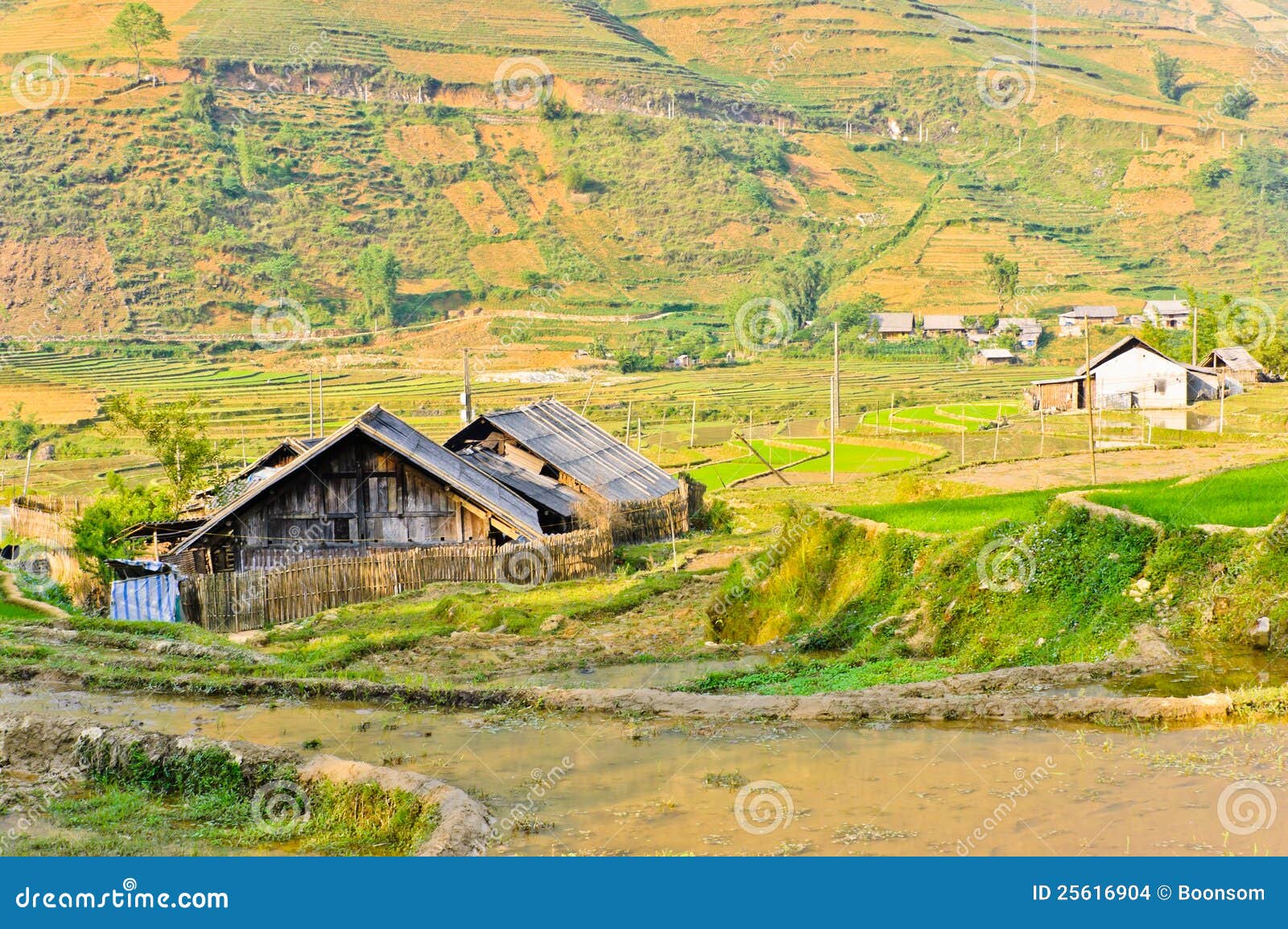 Wooden house in rice crops stock photo. Image of curve - 25616904