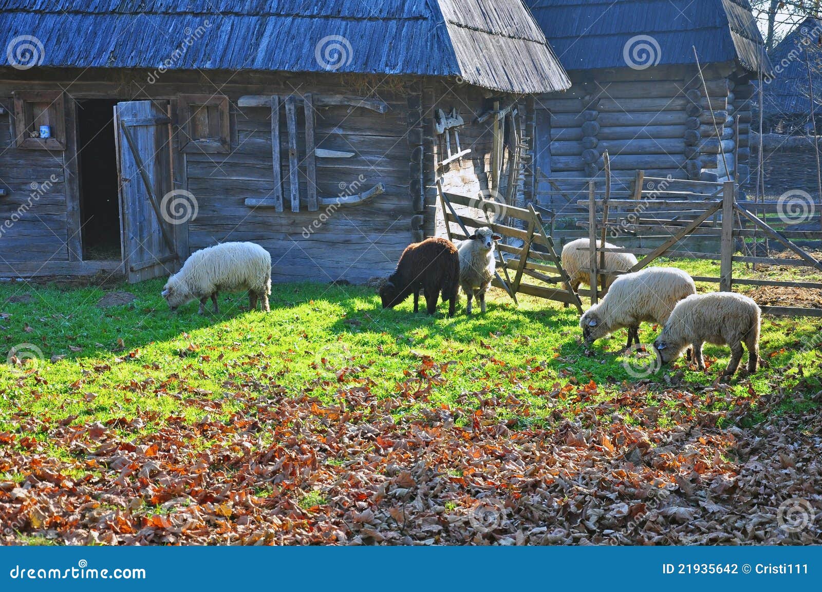 Wooden house sheep stock photo. Image of house, autumn - 21935642