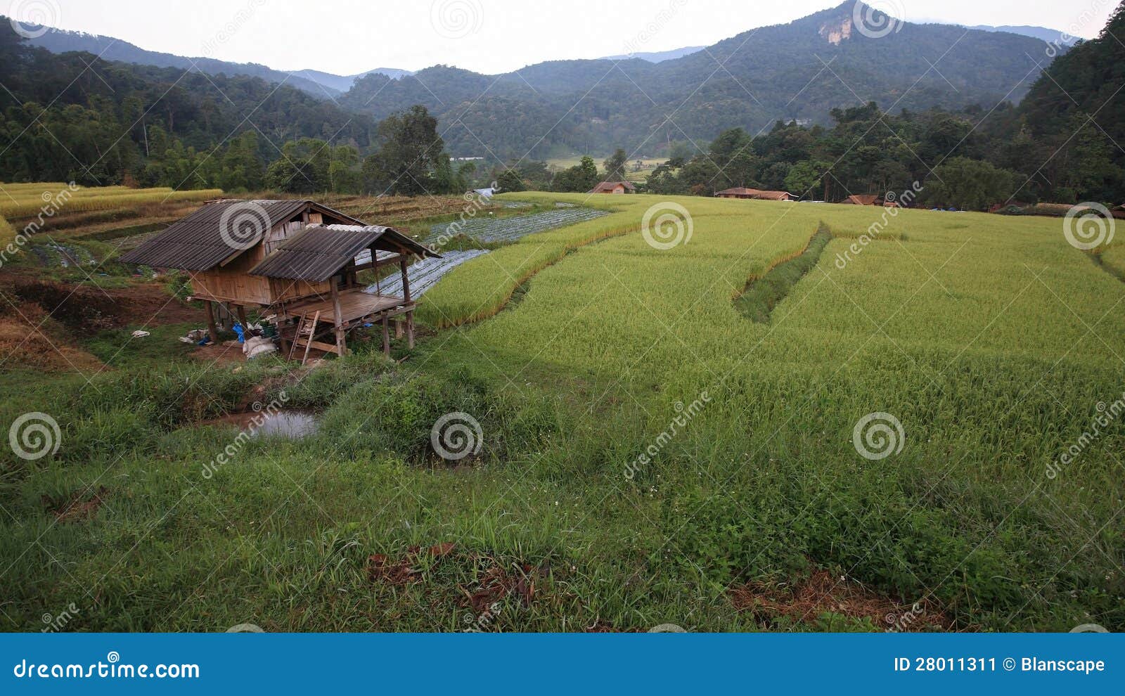 Wooden House on Terrace Rice Field Stock Image - Image of grass, cereal ...