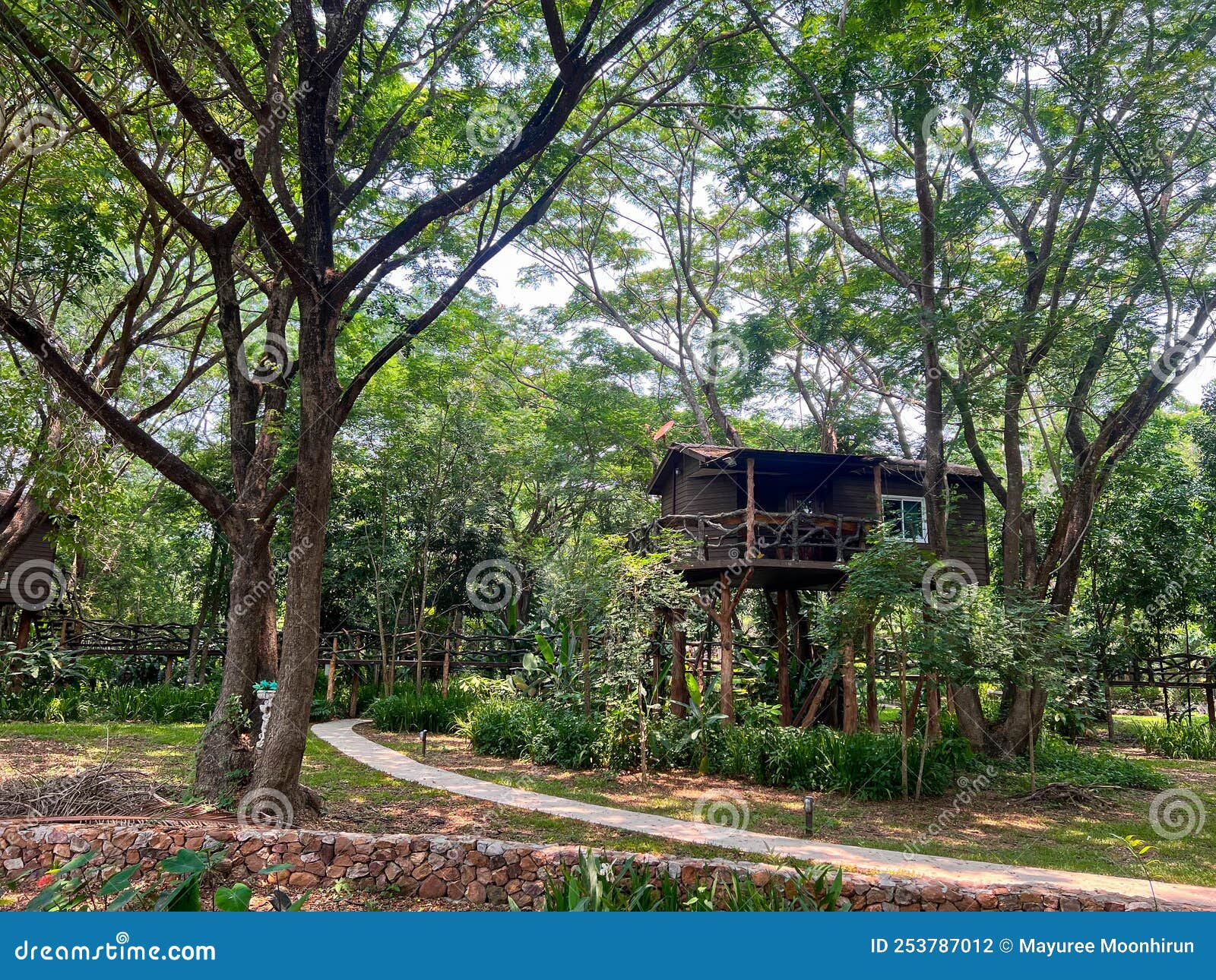 Wooden Hut on the Giant Tree in Forest Stock Photo - Image of natural ...