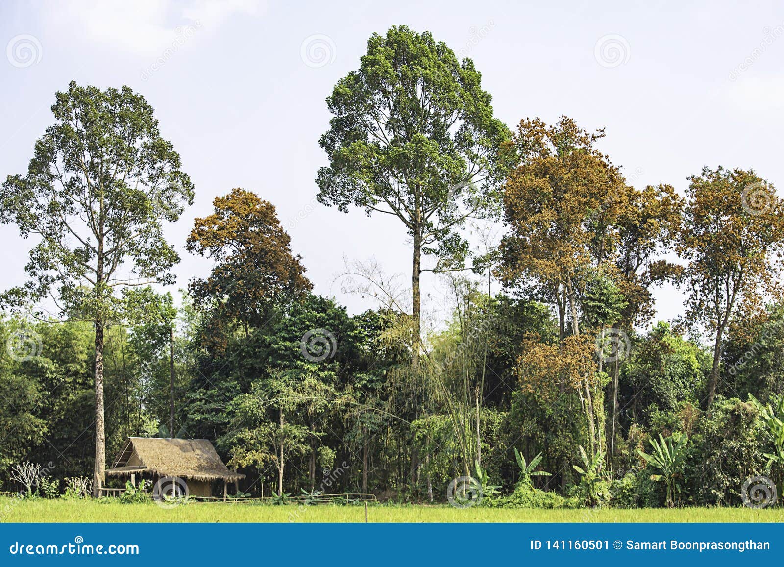 The Wooden Huts in Rice Fields and Trees with Multiple Colors Stock ...