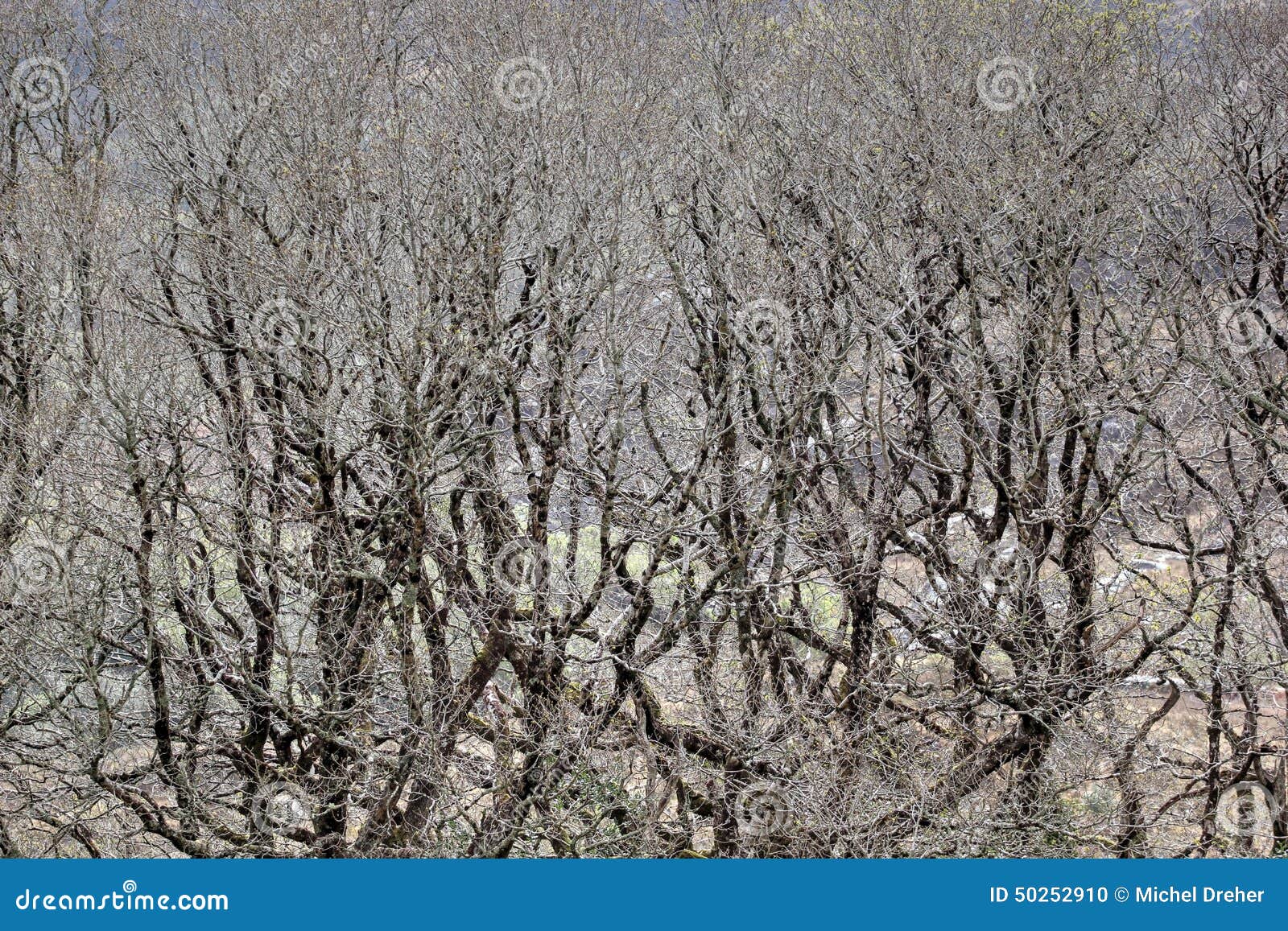 Wooden jungle stock photo. Image of texture, tight, entangled - 50252910