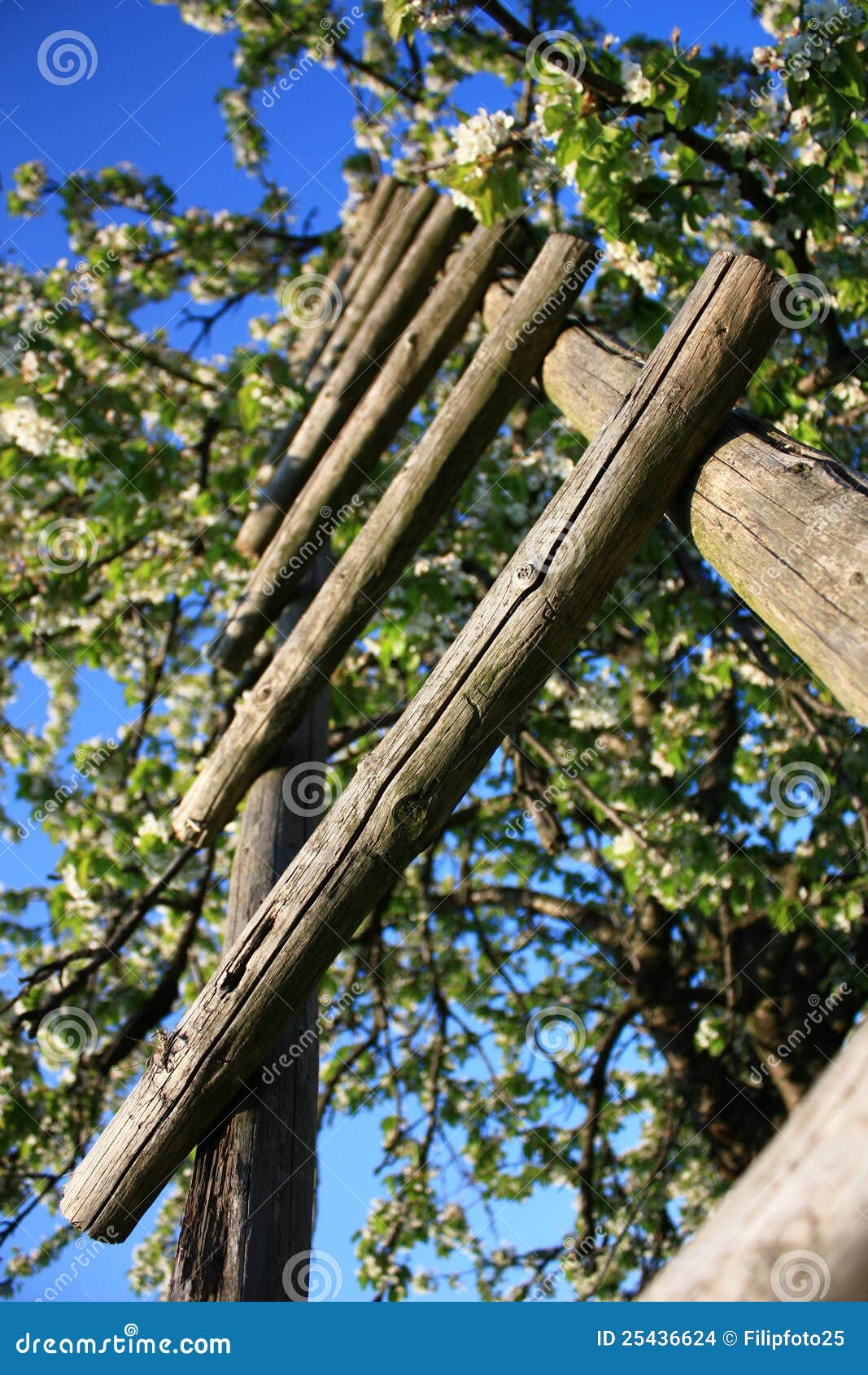 Wooden ladder stock photo. Image of leaf, horizontal - 25436624