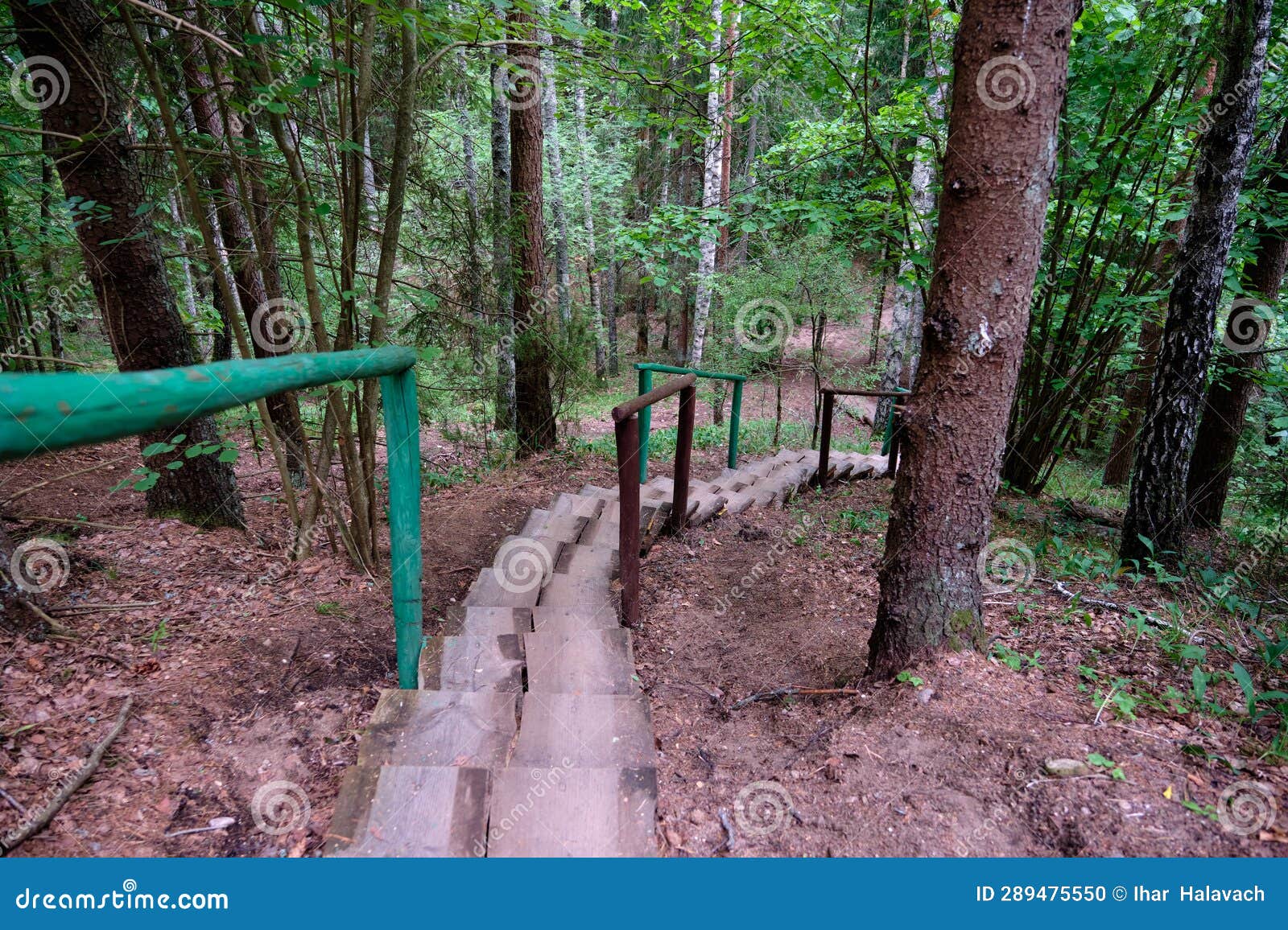 Wooden Ladder Made of Planks Leading Down the Forest Stock Photo ...