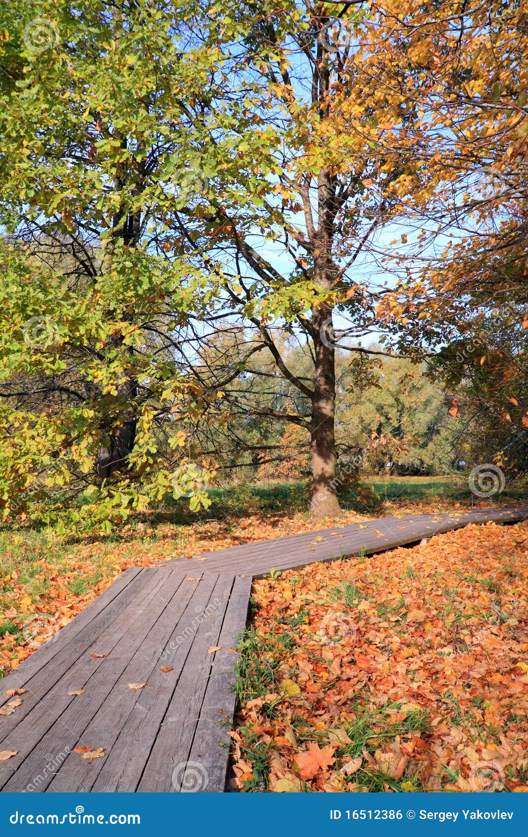 Wooden lane stock photo. Image of forest, branch, foliage - 16512386