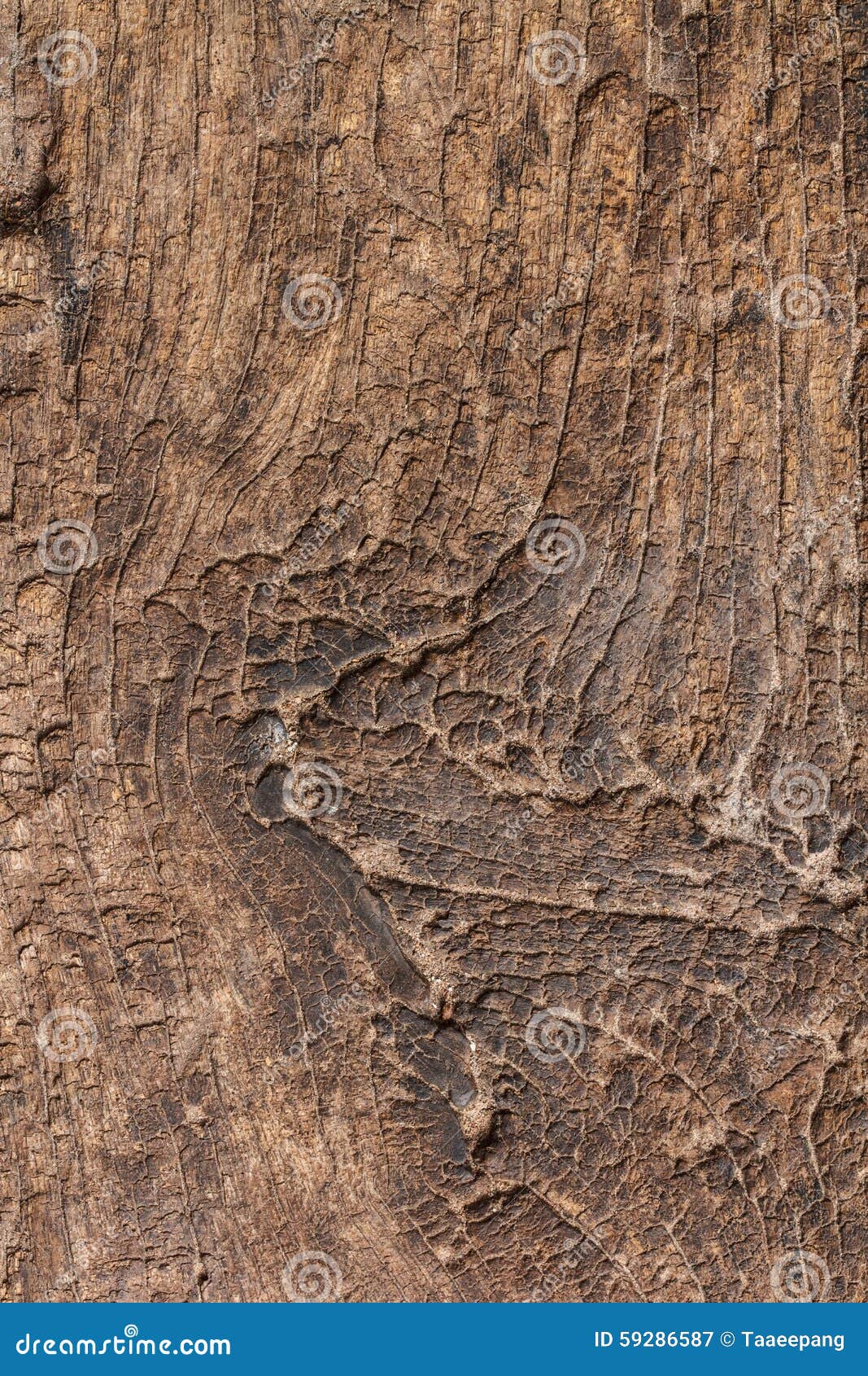 Wooden line texture stock image. Image of background - 59286587