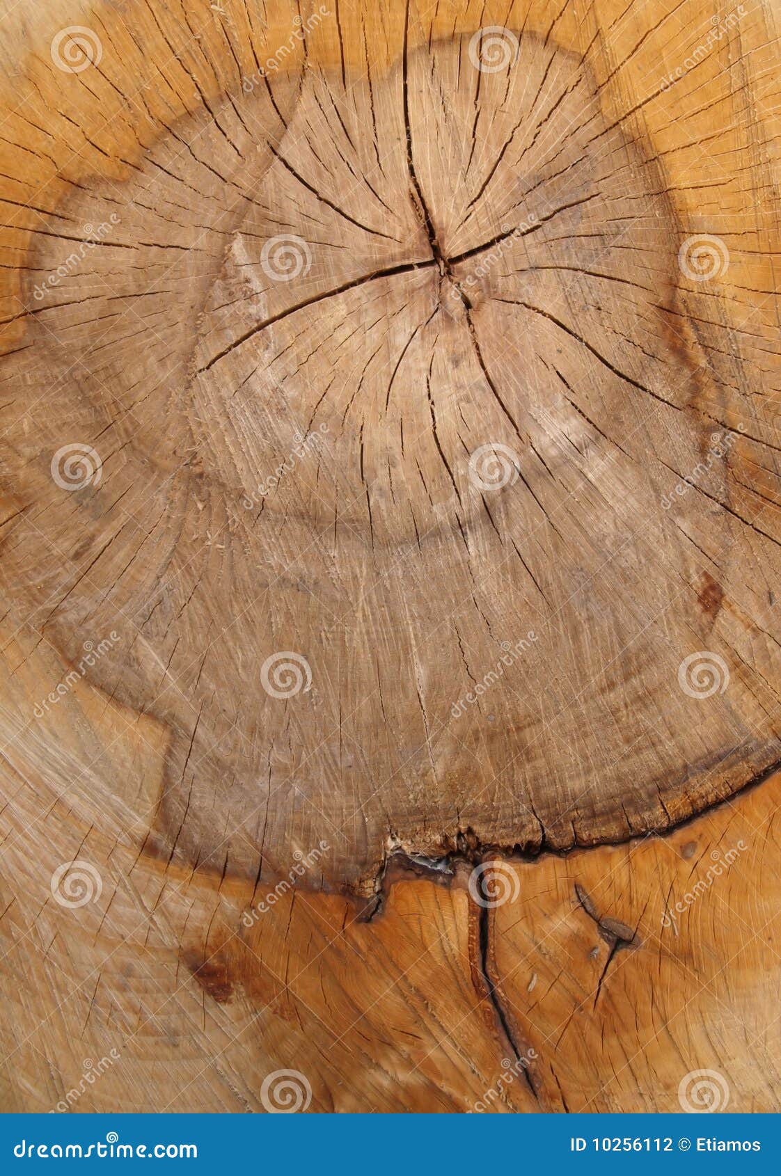 Wooden log background stock photo. Image of golden, wood - 10256112