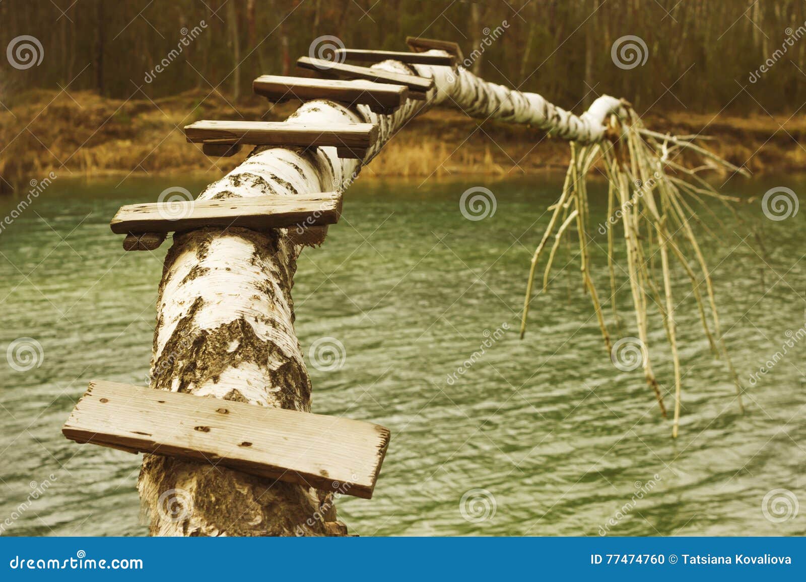 Wooden Log Bridge Over Forest River Stock Photo - Image of beam ...