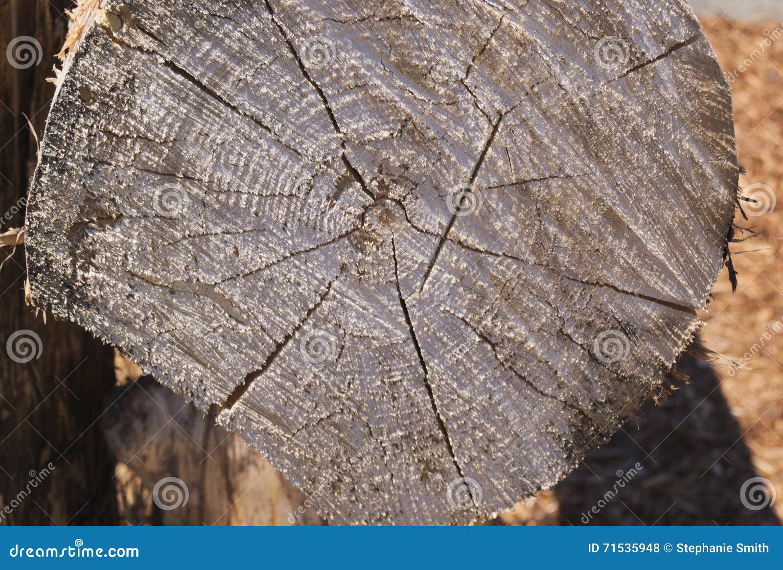 Wooden Log End Close Up Concentric Age Circles Stock Photo - Image of ...