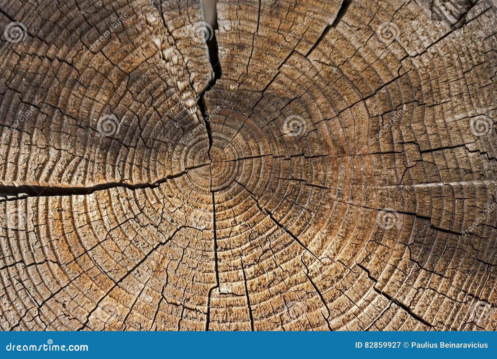 Wooden log grain stock image. Image of texture, trunk - 82859927