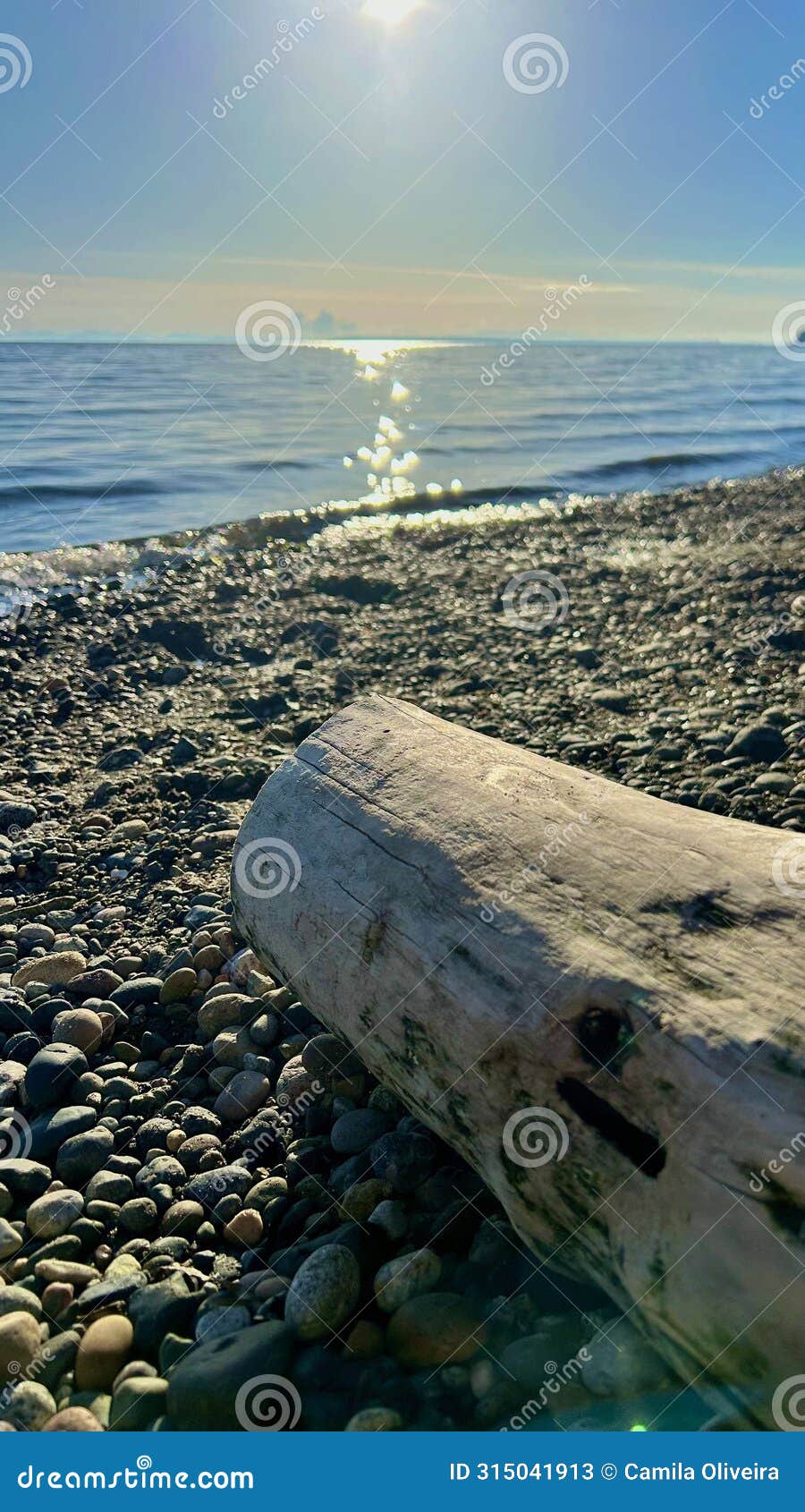 Wooden Log on a Pebble Beach by the Sea. Stock Image - Image of morning ...