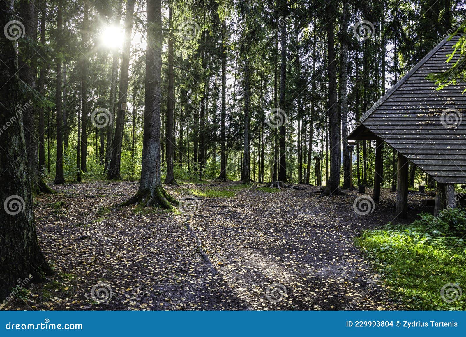 Wooden Log Picnic Hut in the Forest Stock Photo - Image of relax ...