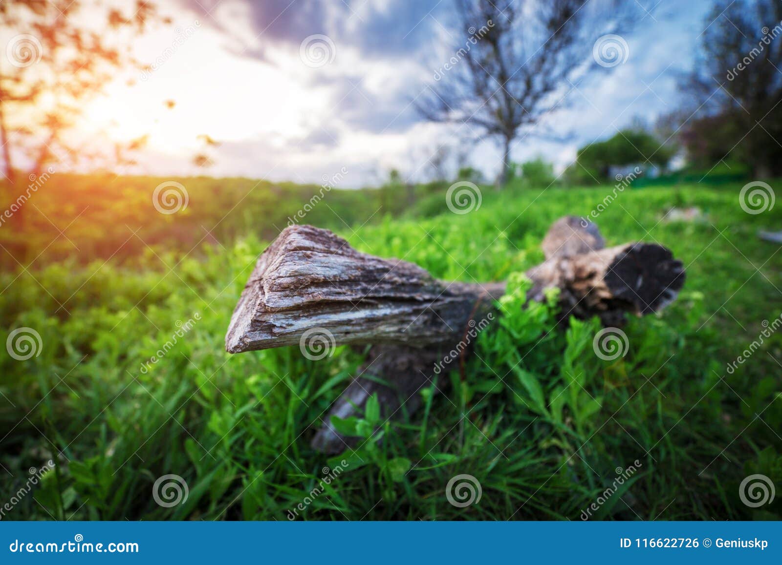 Wooden log at Sunset stock photo. Image of timber, green - 116622726