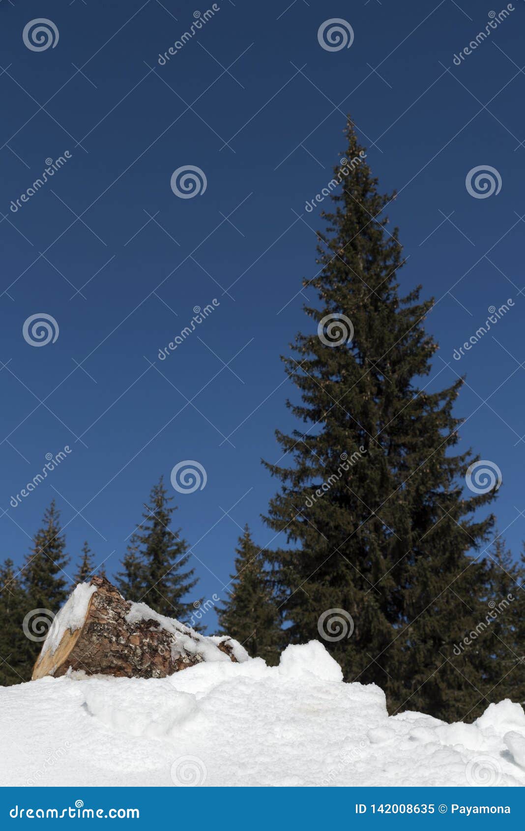 Wooden Log Under the Snow in a Forest in the Mountain Stock Image ...