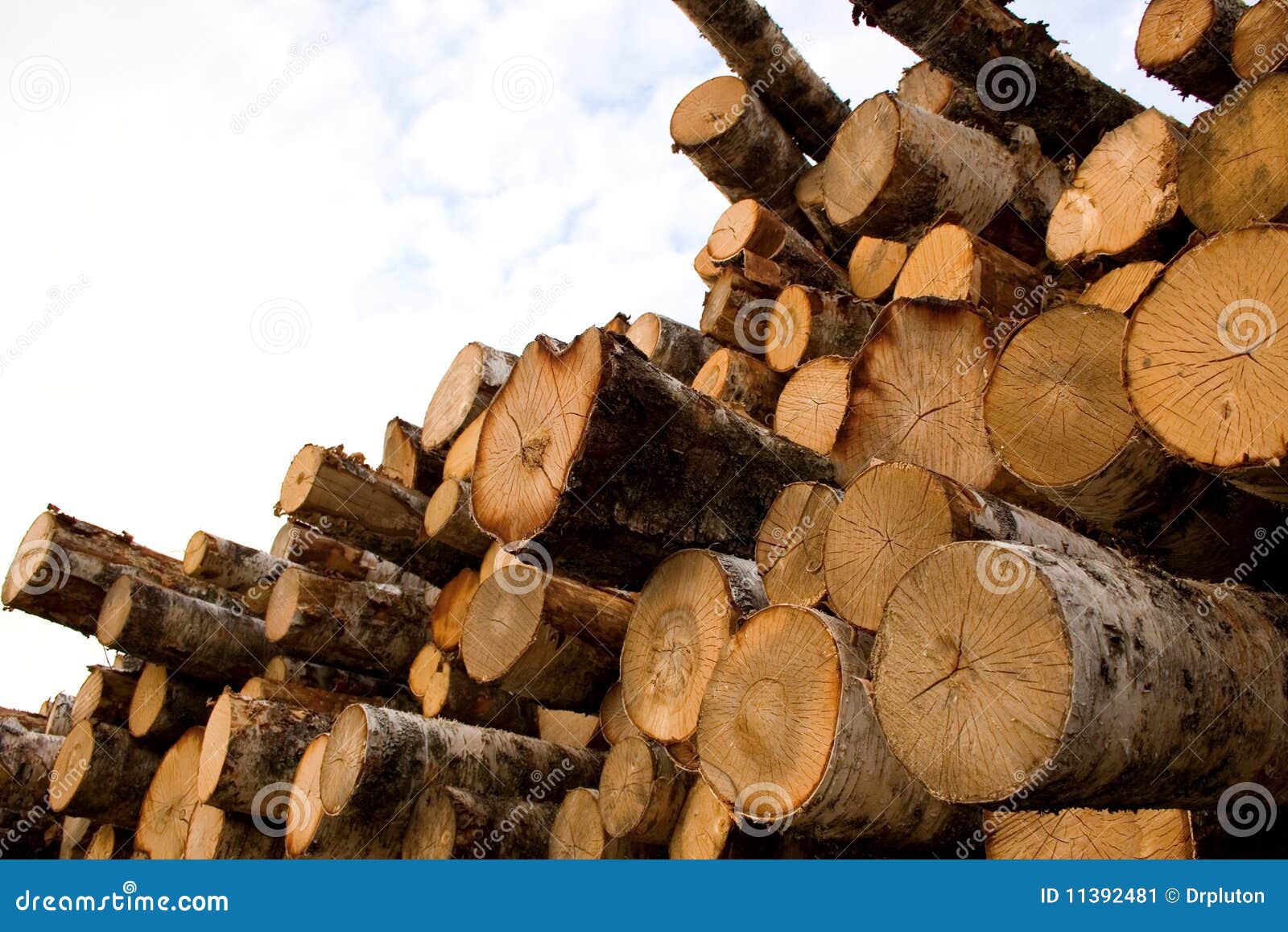 Wooden Logs. Timber Logging In Forest Stock Image | CartoonDealer.com ...