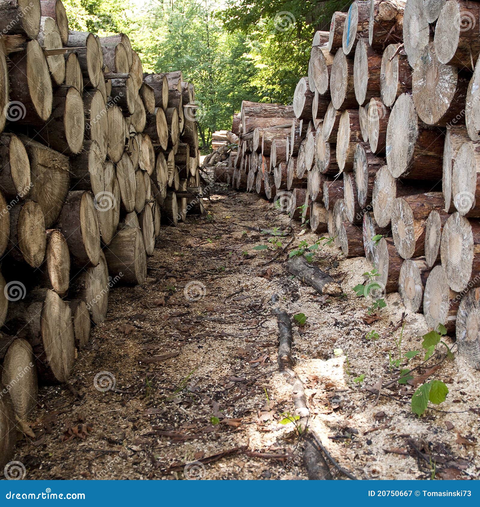 Wooden logs stock image. Image of stacked, logging, natural - 20750667