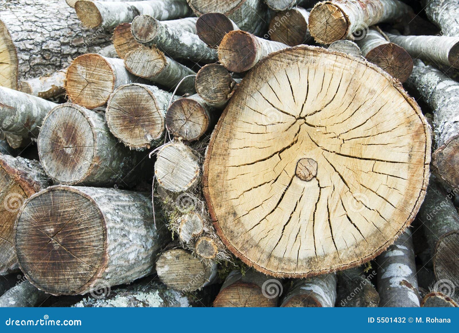 Wooden logs stock photo. Image of devastation, trees, nature - 5501432