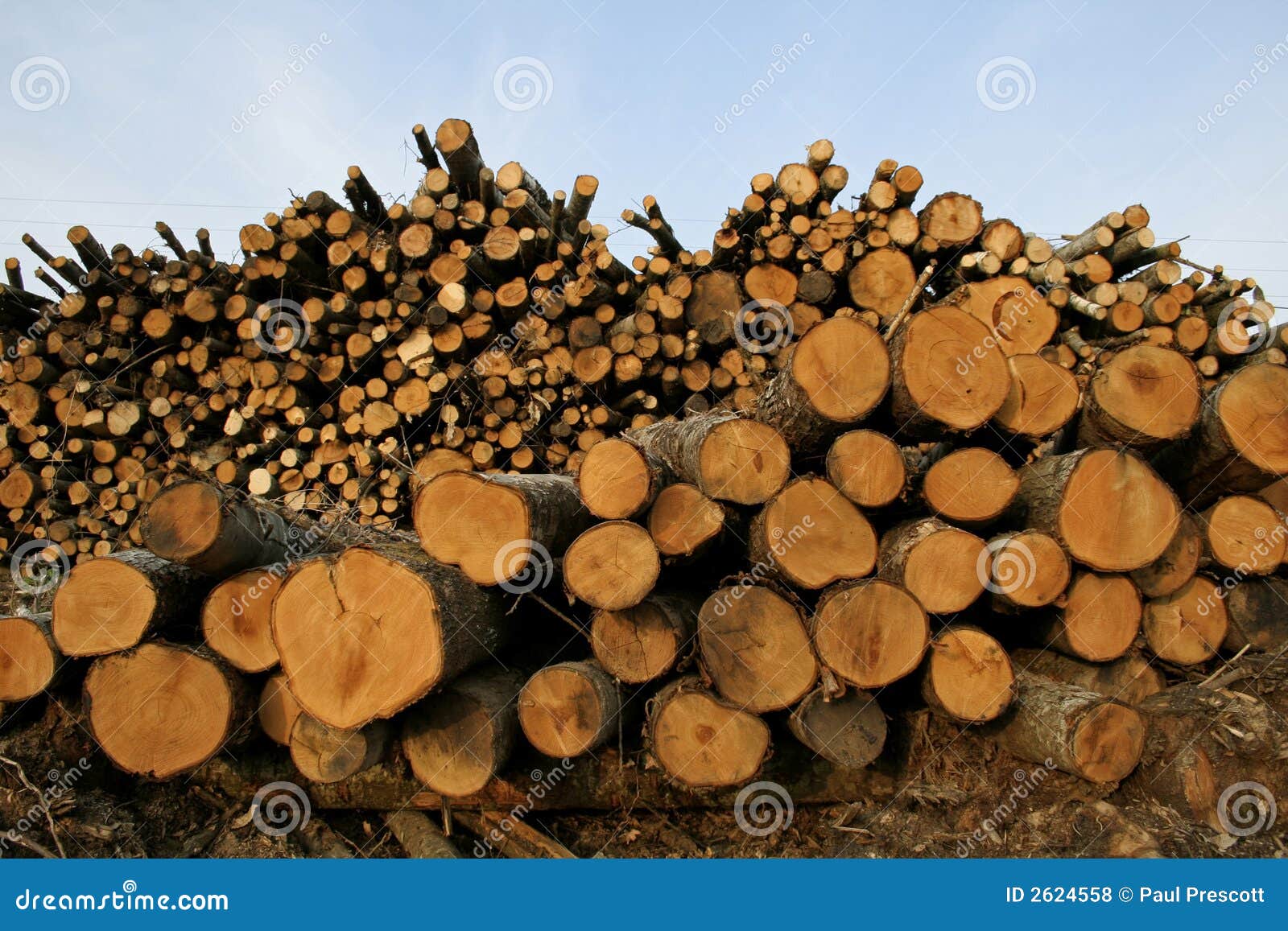 Wooden logs on blue sky stock photo. Image of chopping - 2624558