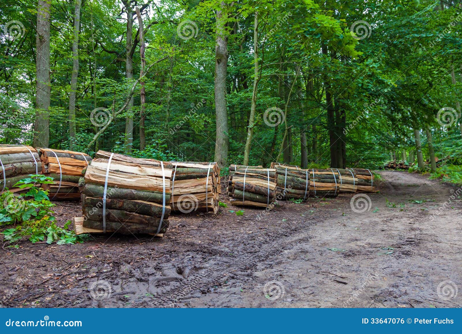 Wooden logs bundled stock photo. Image of bundled, tree - 33647076