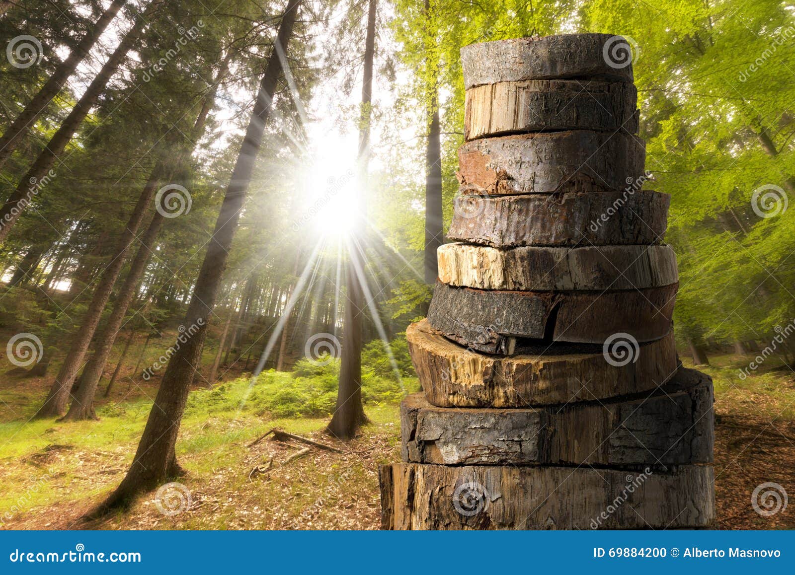 Wooden Logs with Forest on Background Stock Photo - Image of pile ...
