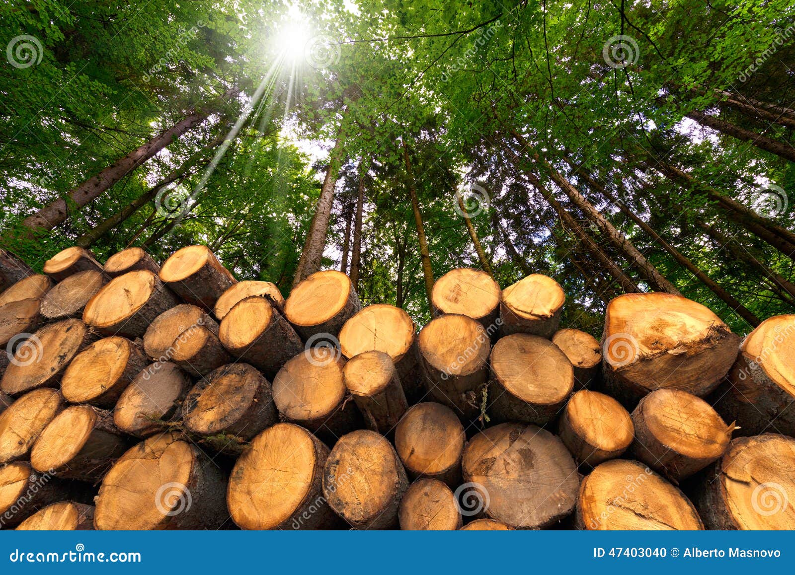 Wooden Logs with Forest on Background Stock Photo - Image of background ...