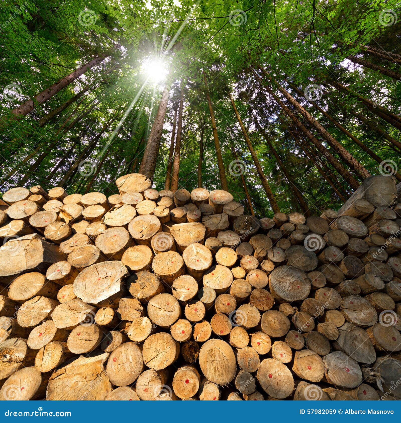 Wooden Logs with Forest on Background Stock Image - Image of biomass ...