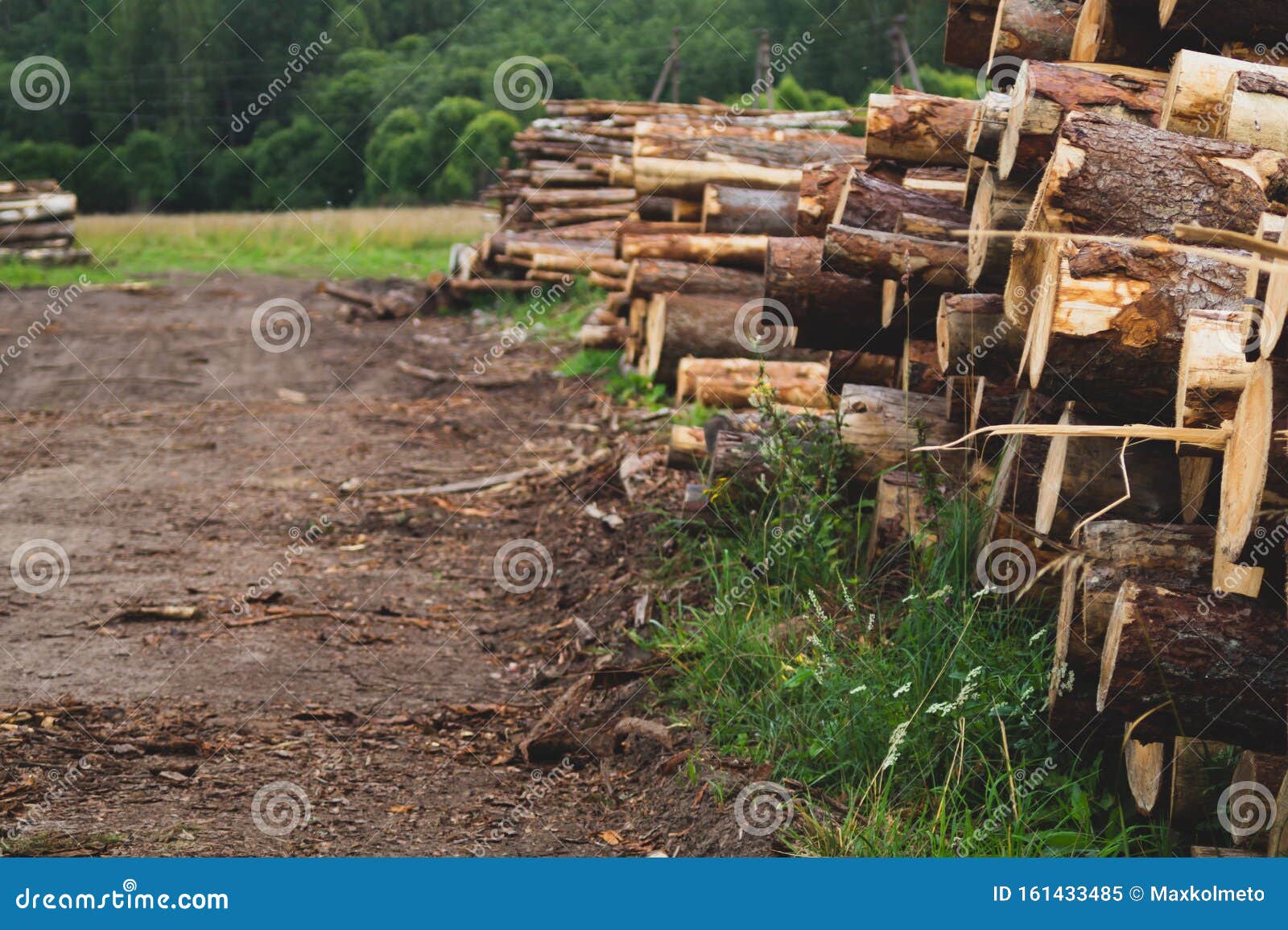Wooden Logs in the Forest. Chopped Tree Logs Stack Stock Image - Image ...