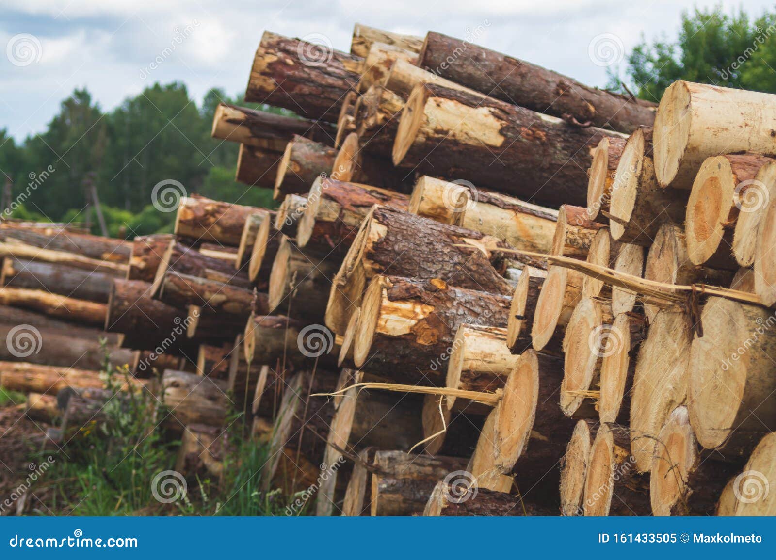 Wooden Logs in the Forest. Chopped Tree Logs Stack Stock Image - Image ...