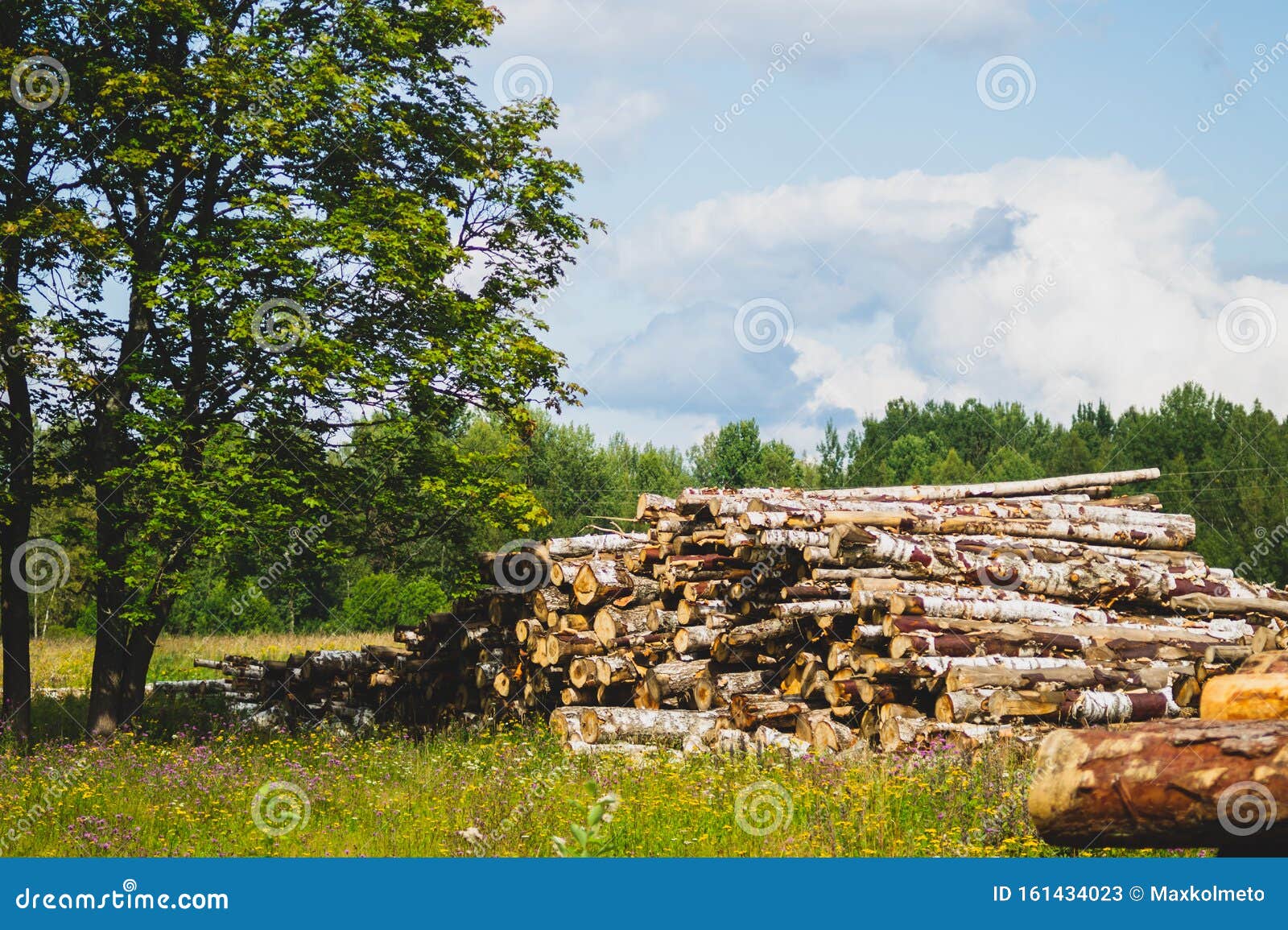 Wooden Logs in the Forest. Chopped Tree Logs Stack Stock Image - Image ...