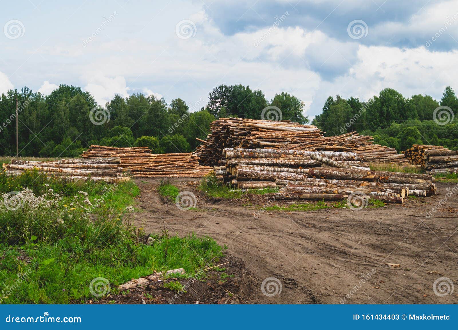 Wooden Logs in the Forest. Chopped Tree Logs Stack Stock Image - Image ...
