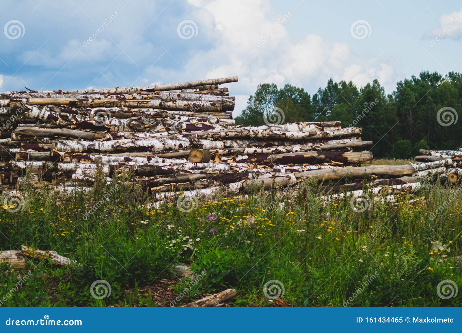 Wooden Logs in the Forest. Chopped Tree Logs Stack Stock Image - Image ...