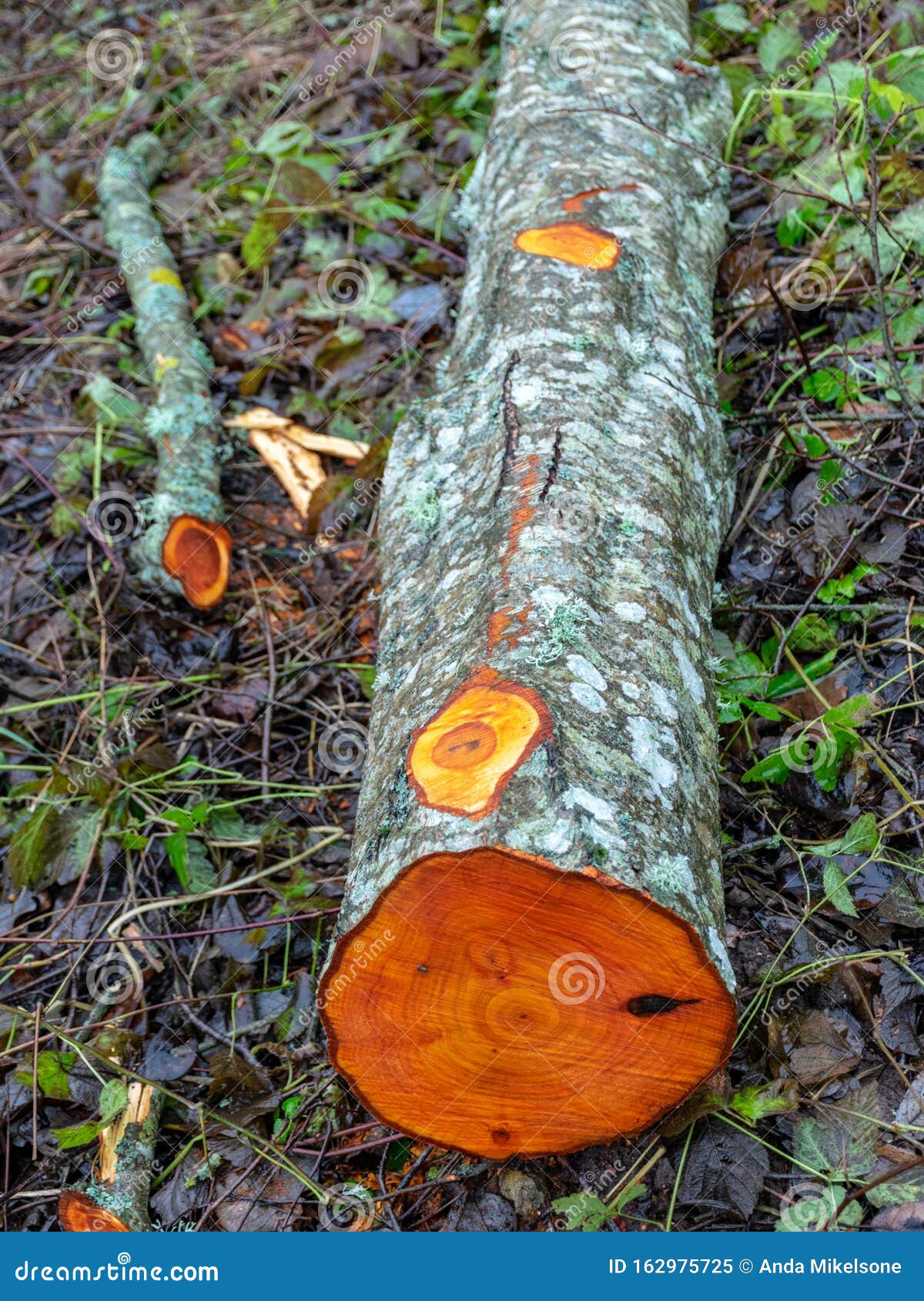 Wooden Logs and Orange Stumps Stock Image - Image of trunks, landscape ...