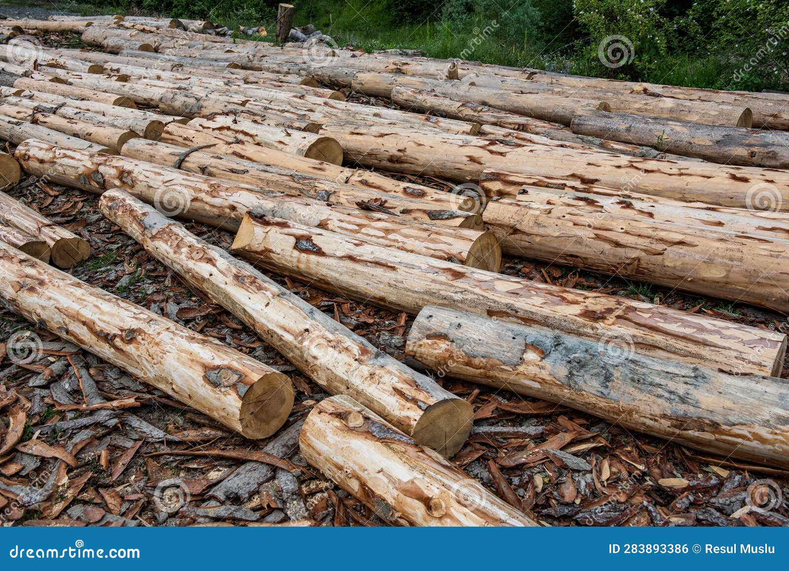 Wooden Logs of Pine Trees in the Forest. Stock Photo - Image of ...