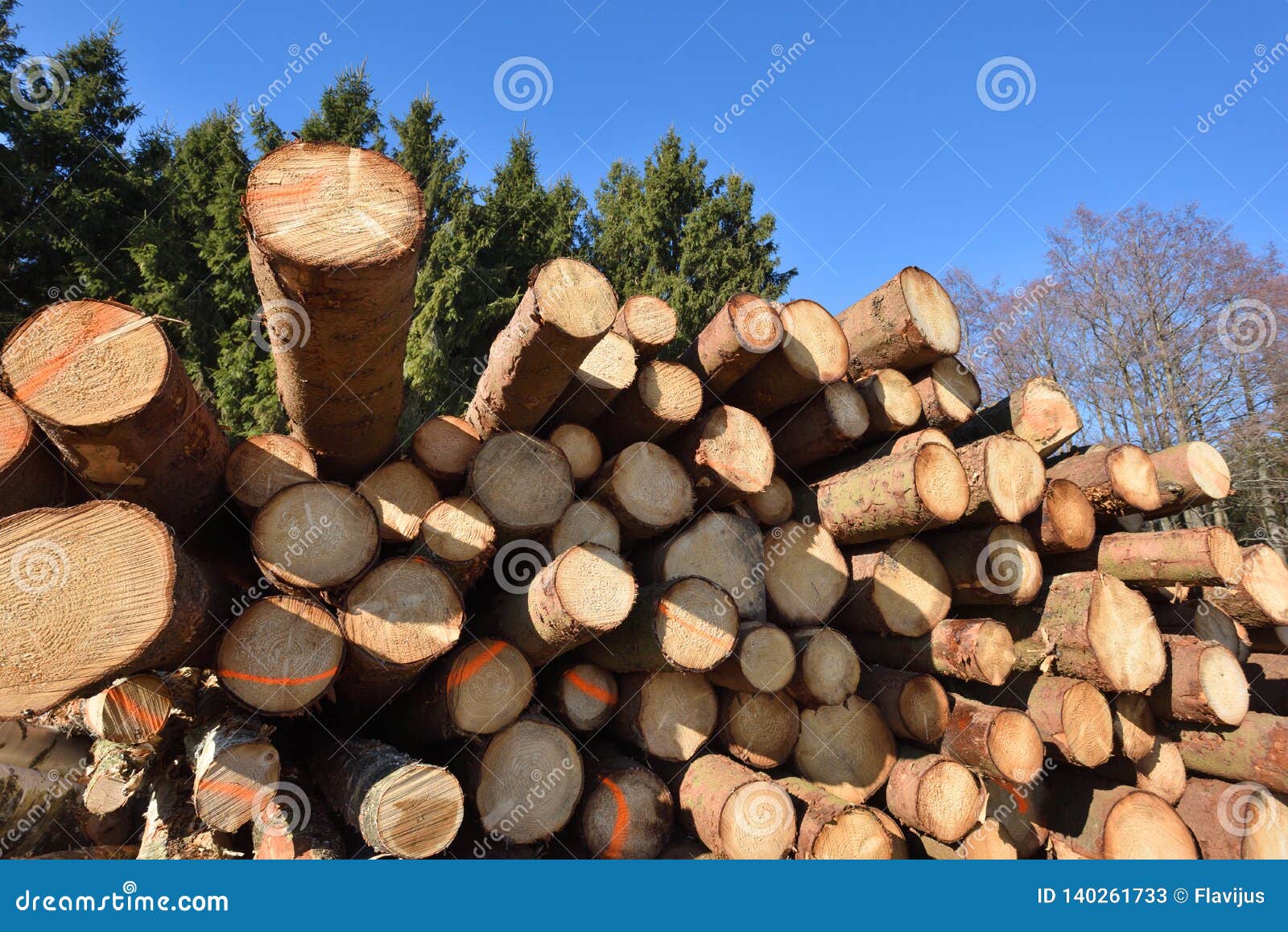 Wooden Logs. Timber Logging in Autumn Forest Stock Image - Image of ...