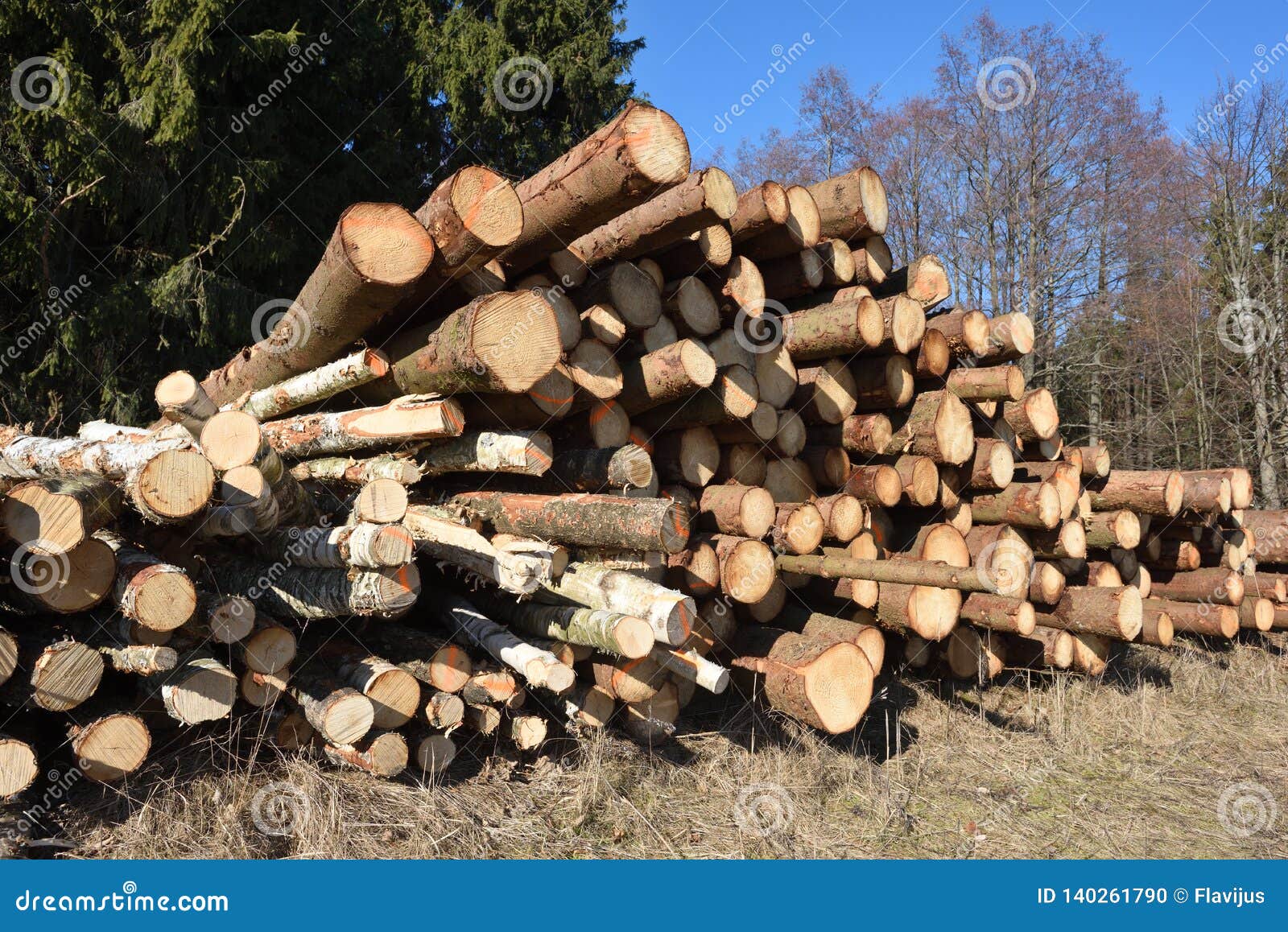 Wooden Logs. Timber Logging in Autumn Forest Stock Photo - Image of ...