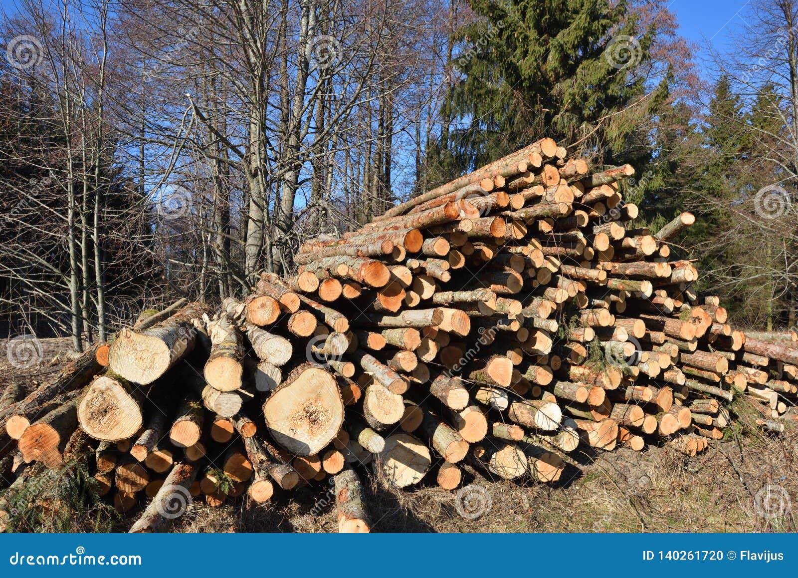 Wooden Logs. Timber Logging in Forest Stock Photo - Image of texture ...