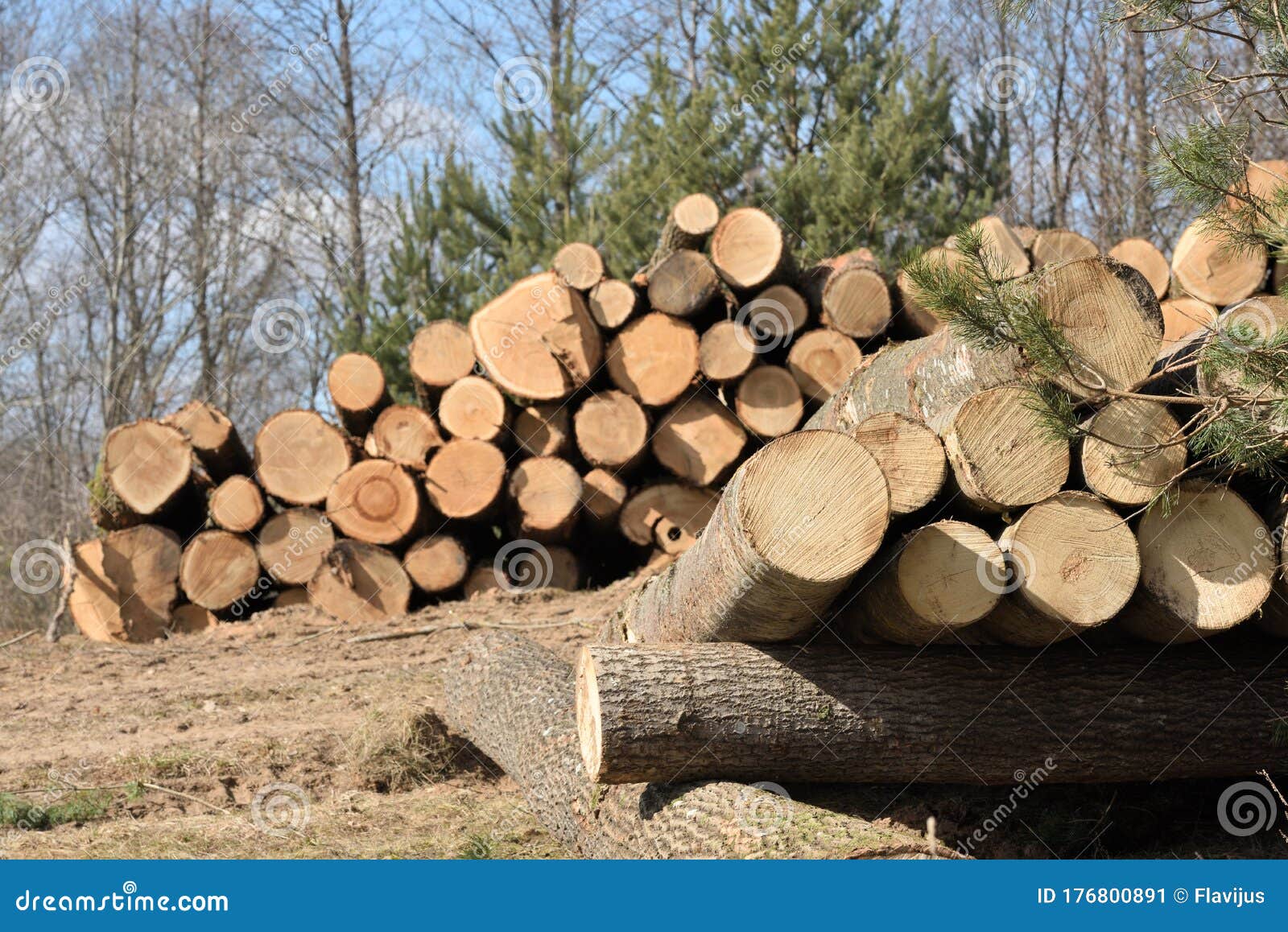 Wooden Logs. Timber Logging in Forest Stock Image - Image of pine ...