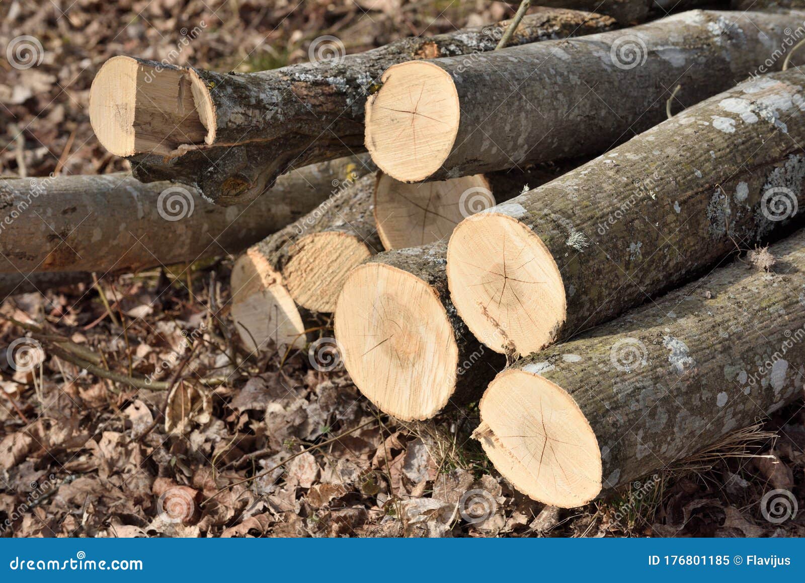 Wooden Logs. Timber Logging in Forest Stock Image - Image of lumber ...