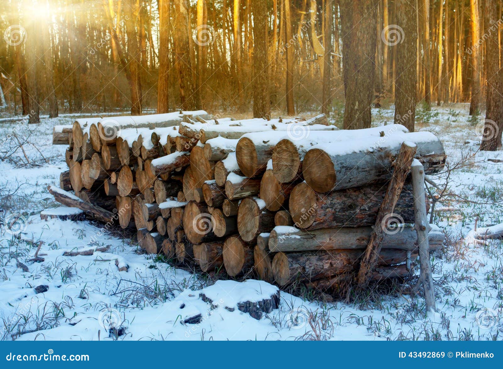 Wooden Logs Under Snow in Forest Stock Image - Image of lumber ...