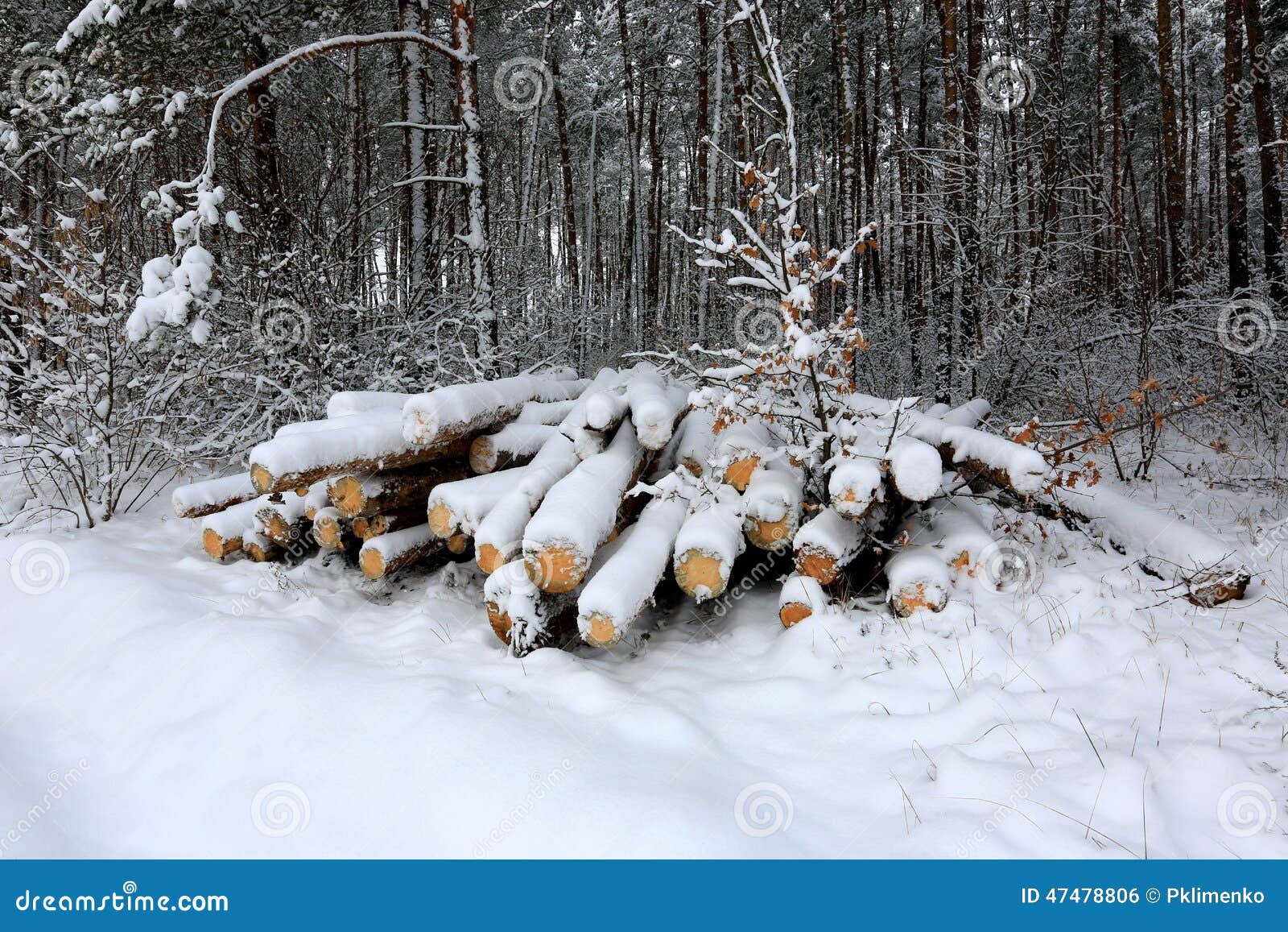 Wooden logs under snow stock photo. Image of logging - 47478806