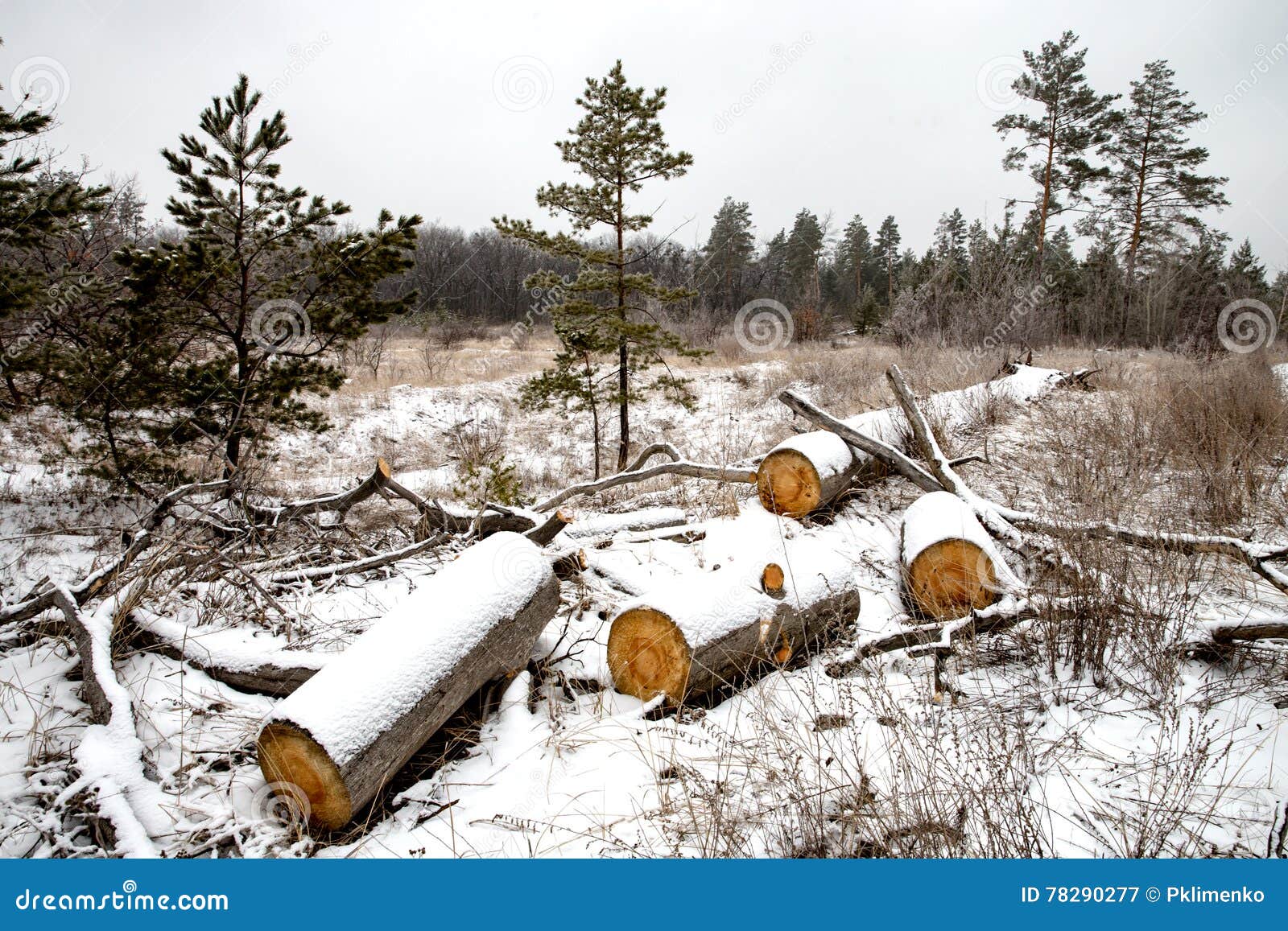 Wooden Logs in Winter Meadow in Forest Stock Image - Image of cold ...