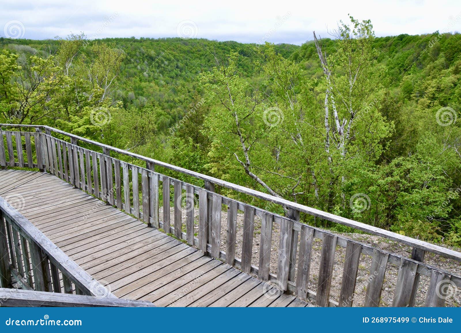 Wooden Lookout Platform at Devil S Glen Stock Image - Image of botany ...