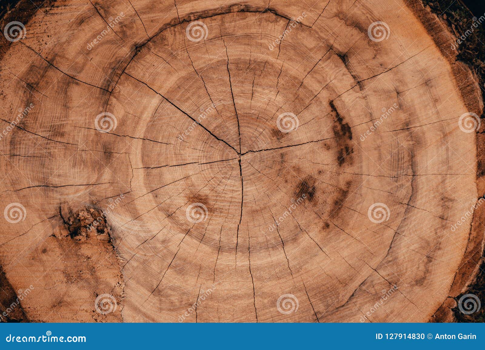 Wooden natural cut logs stock photo. Image of pattern - 127914830