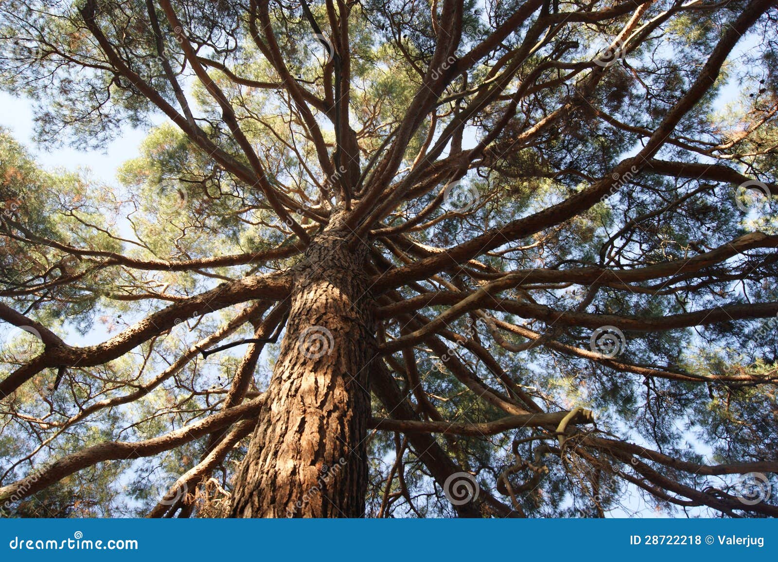 Wooden octopus stock photo. Image of trees, pine, summer - 28722218