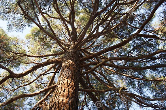 Wooden octopus stock photo. Image of trees, pine, summer - 28722218