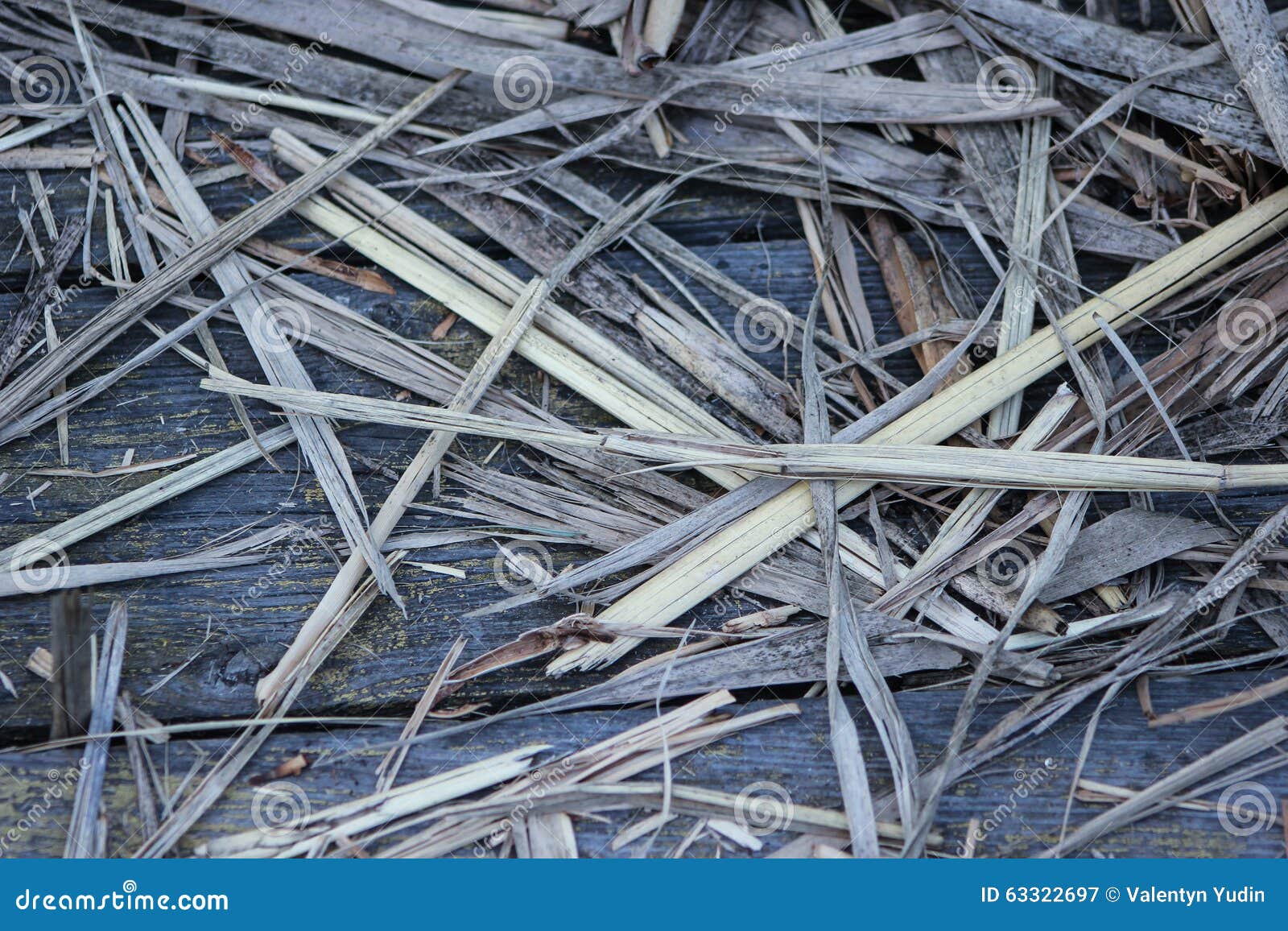 Wooden Old Texture with Dry Blade Stock Image - Image of background ...
