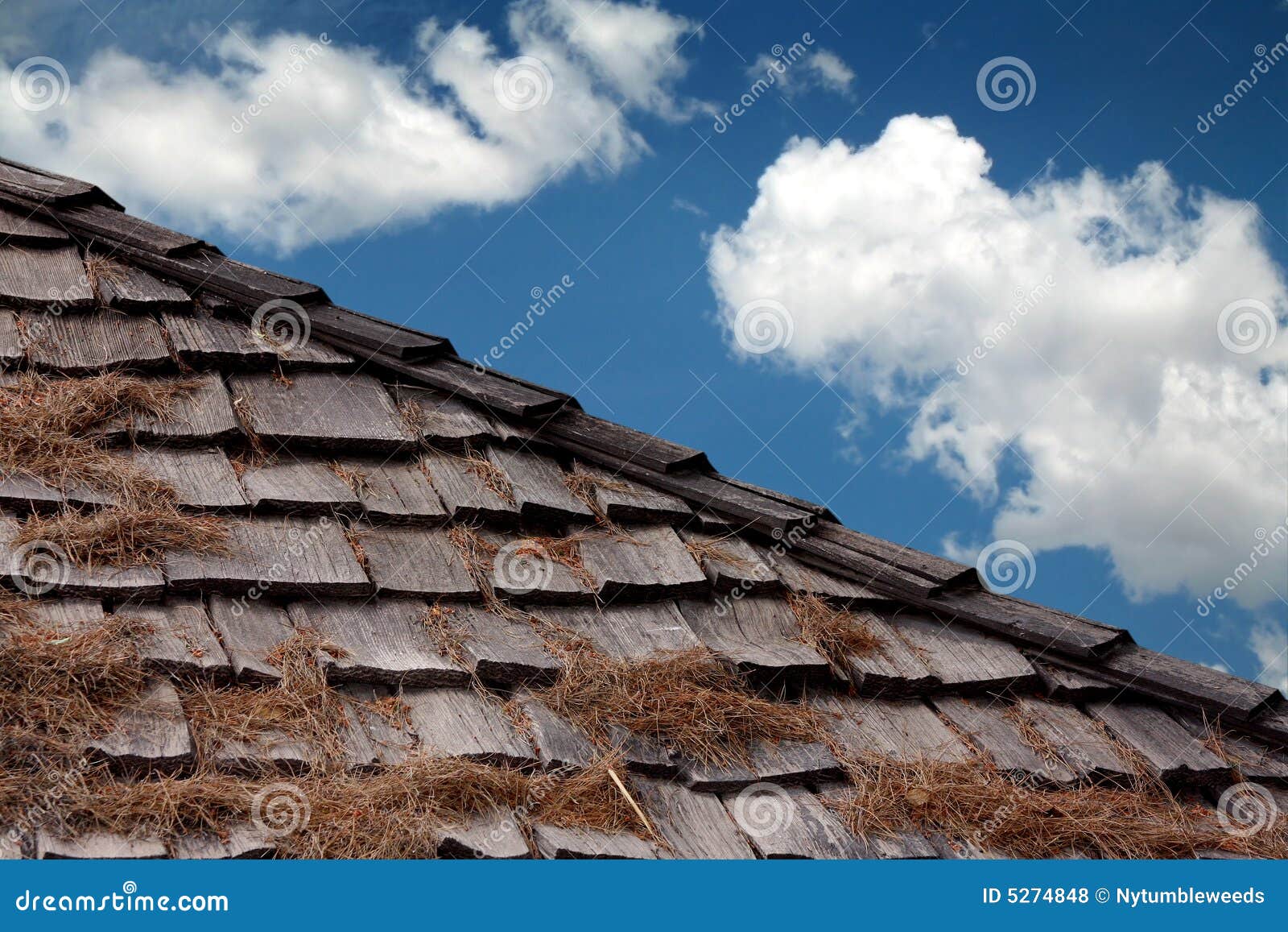 Wooden palet roof stock photo. Image of pine, clouds, needles - 5274848