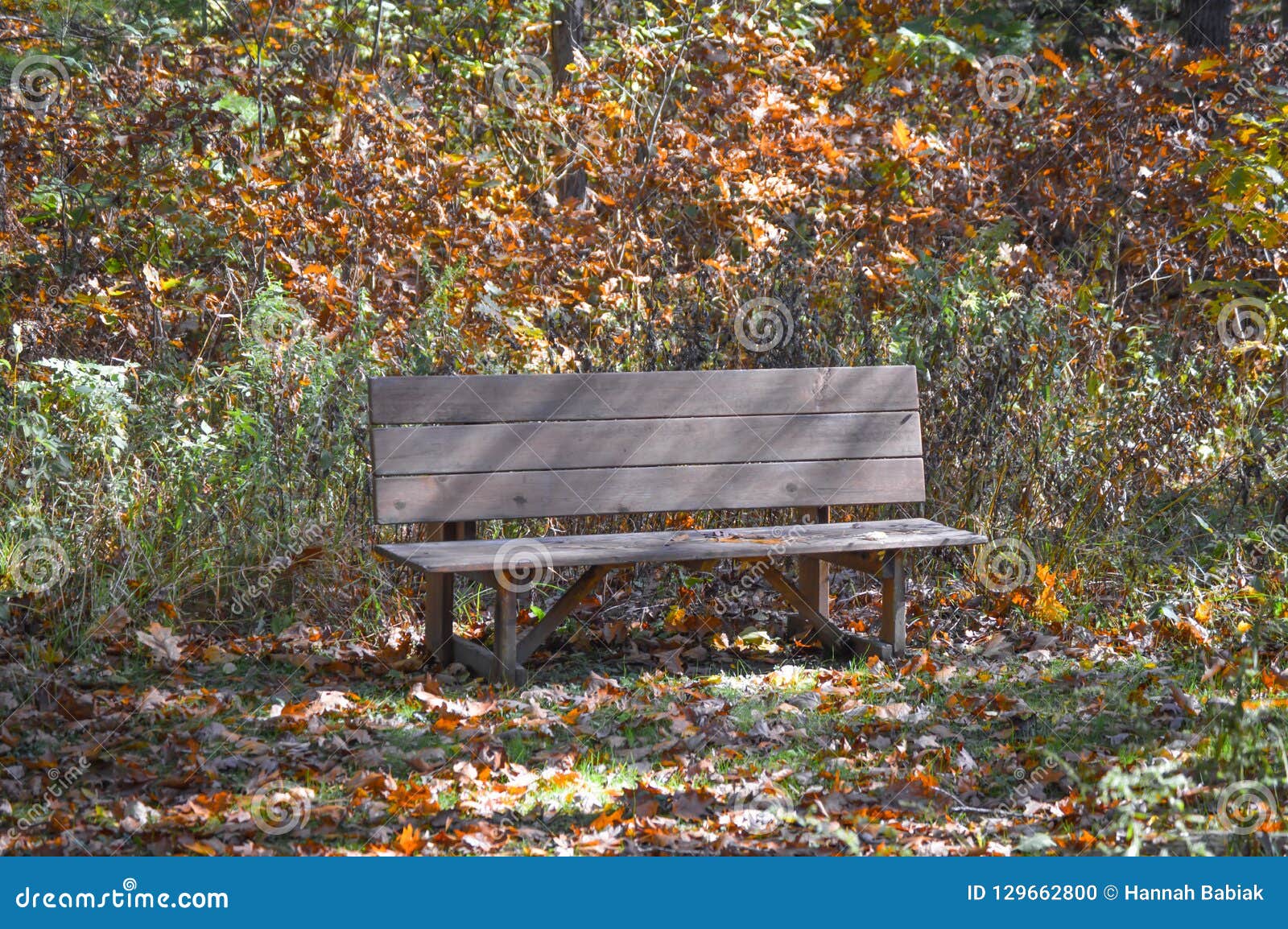 Park Bench with Fall Foliage Stock Photo - Image of relax, leaves ...