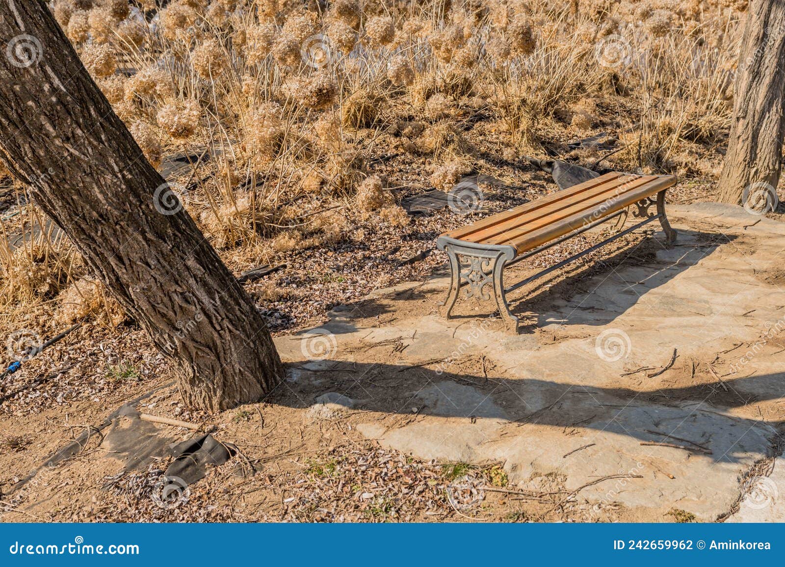 Wooden Park Bench between Two Trees Stock Photo - Image of public ...