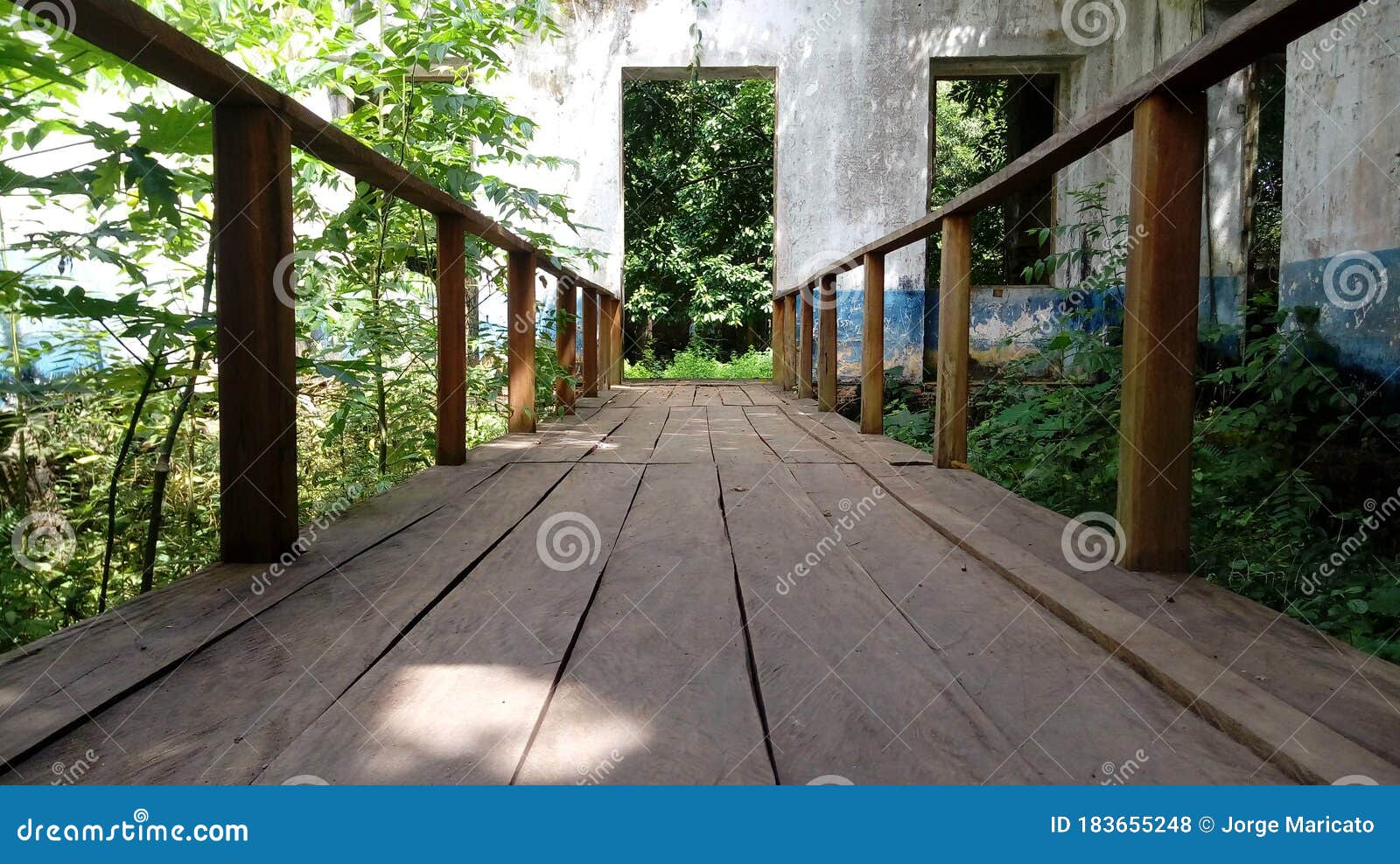 Wooden Passage with Wild Trees and Grass at the Side of it Stock Photo ...